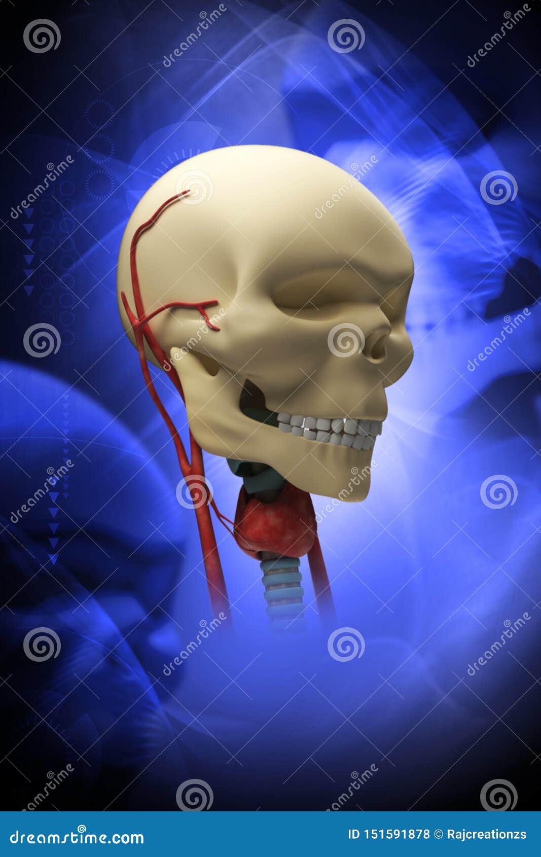 3d Rendered Human Skull On Isolated Color Background Royalty-Free ...