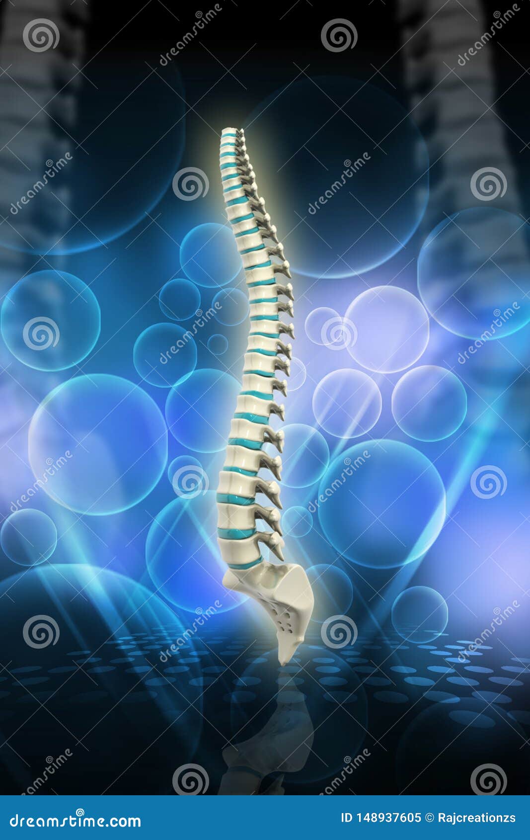 3d Rendered Human Spine in Colour Background Stock Illustration ...
