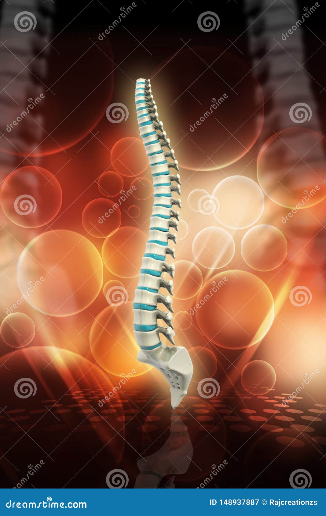 3d Rendered Human Spine in Colour Background Stock Illustration ...