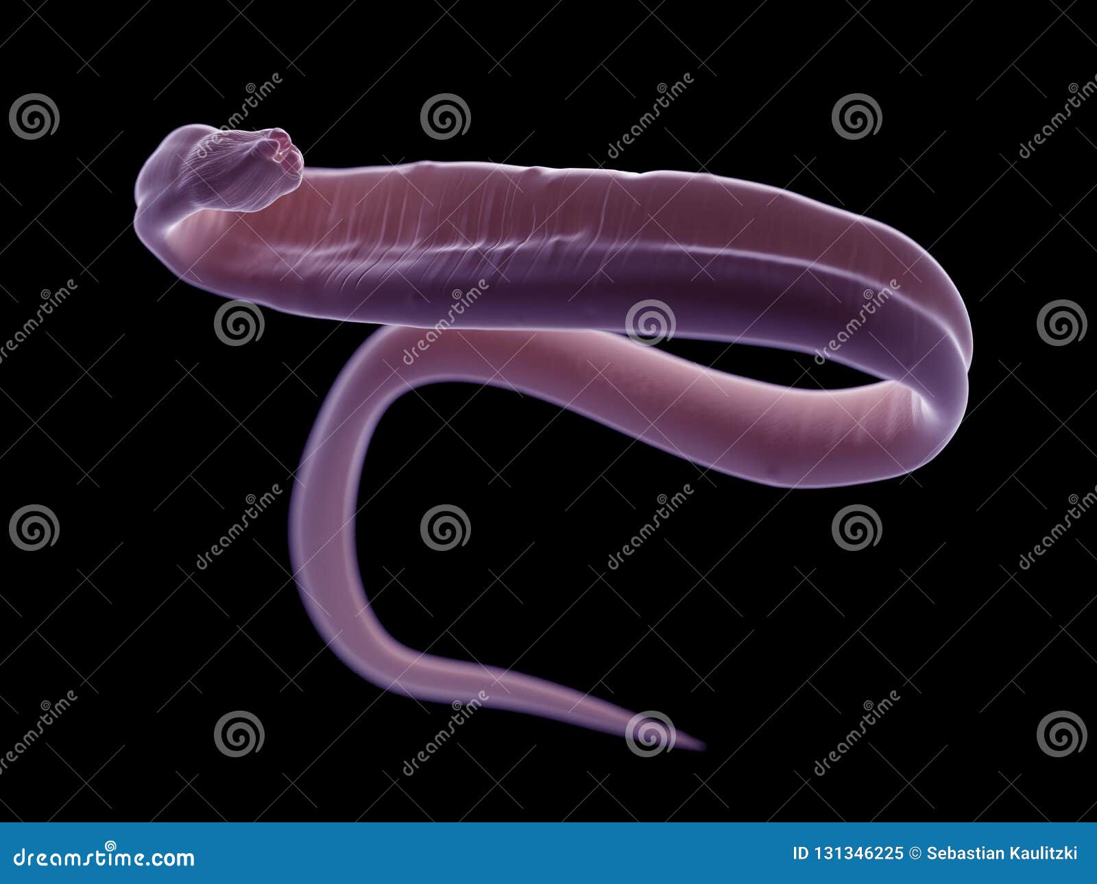 Ascariasis Worm