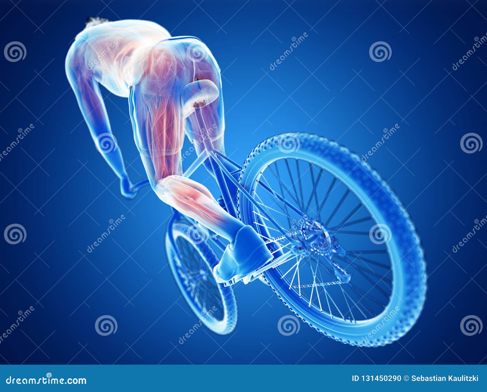 A cyclists muscles stock illustration. Illustration of biking - 131450290