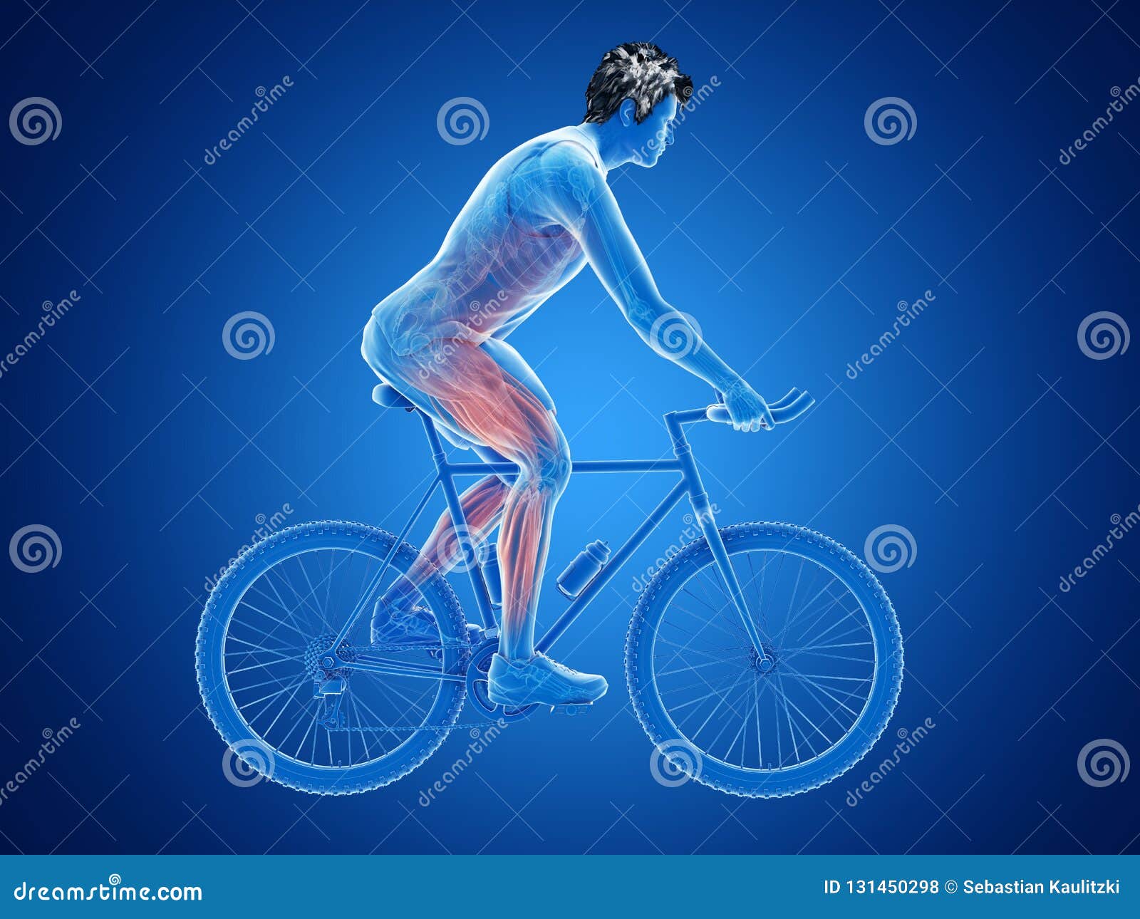 A cyclists muscles stock illustration. Illustration of sport - 131450298