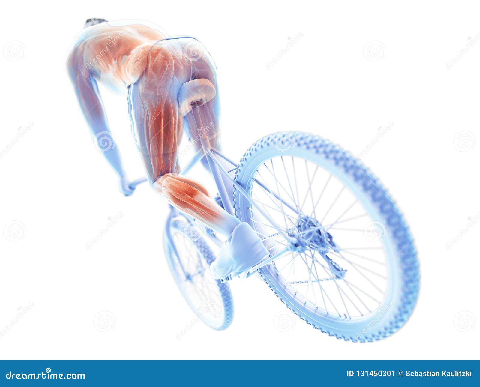 A cyclists muscles stock illustration. Illustration of anatomy - 131450301
