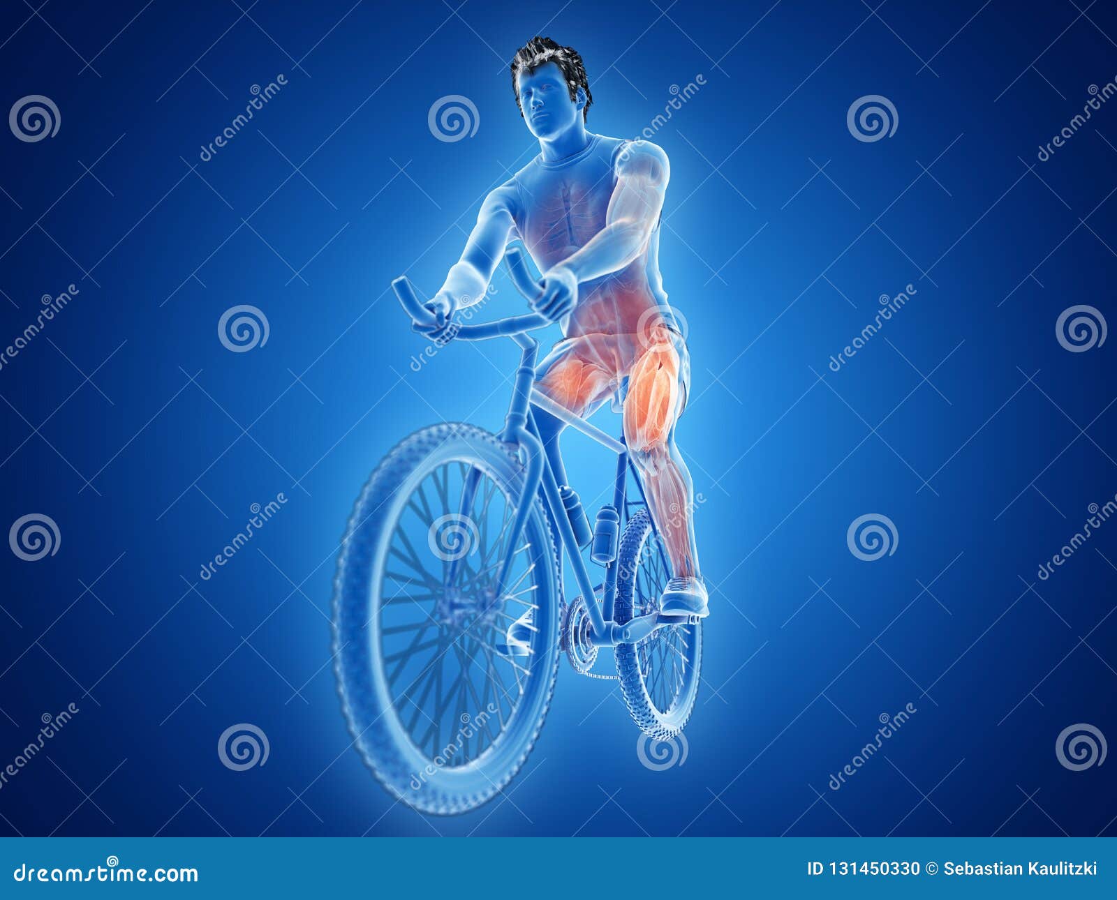 A cyclists muscles stock illustration. Illustration of muscle - 131450330