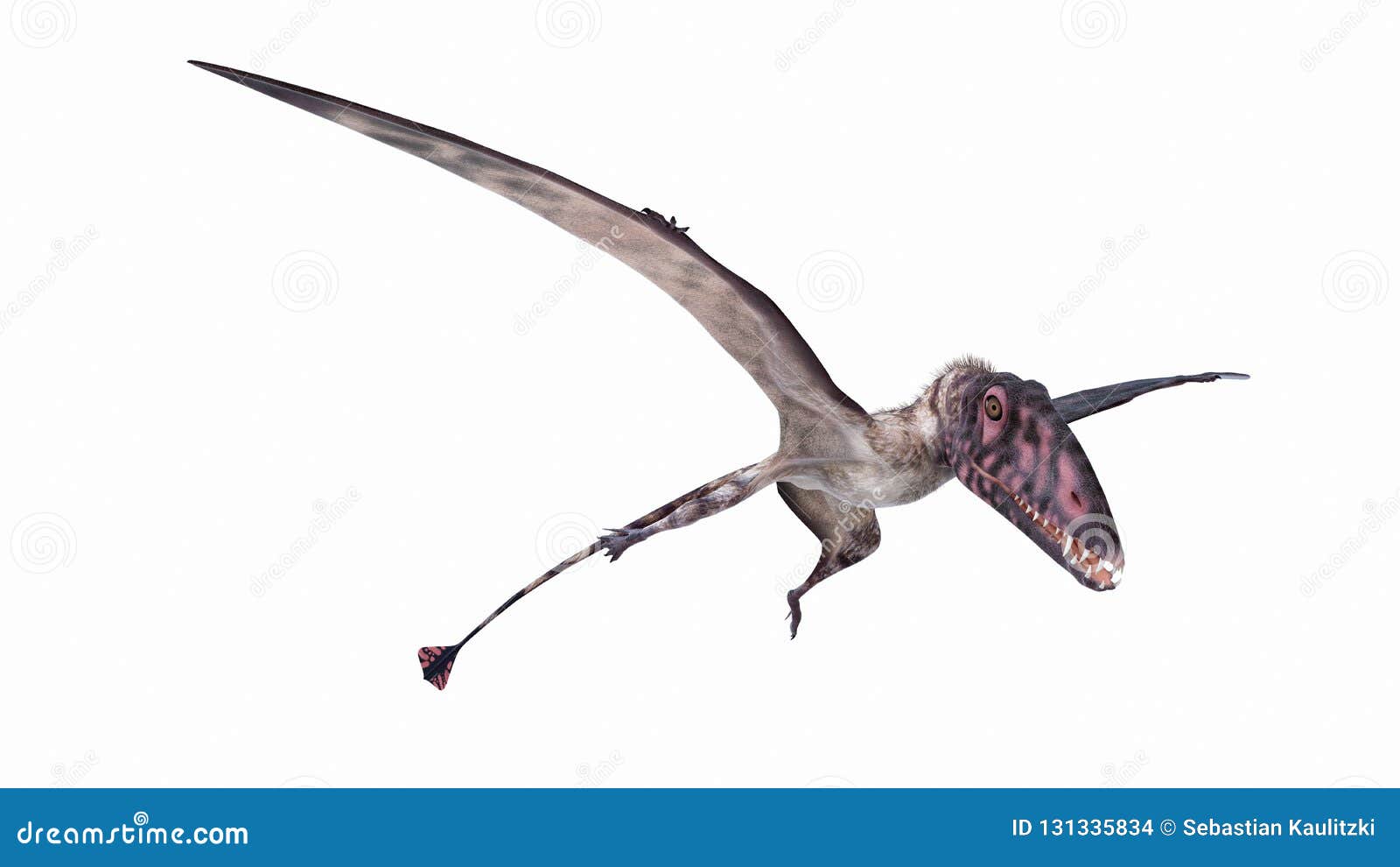 A dimorphodon stock illustration. Illustration of paleontology - 131335834