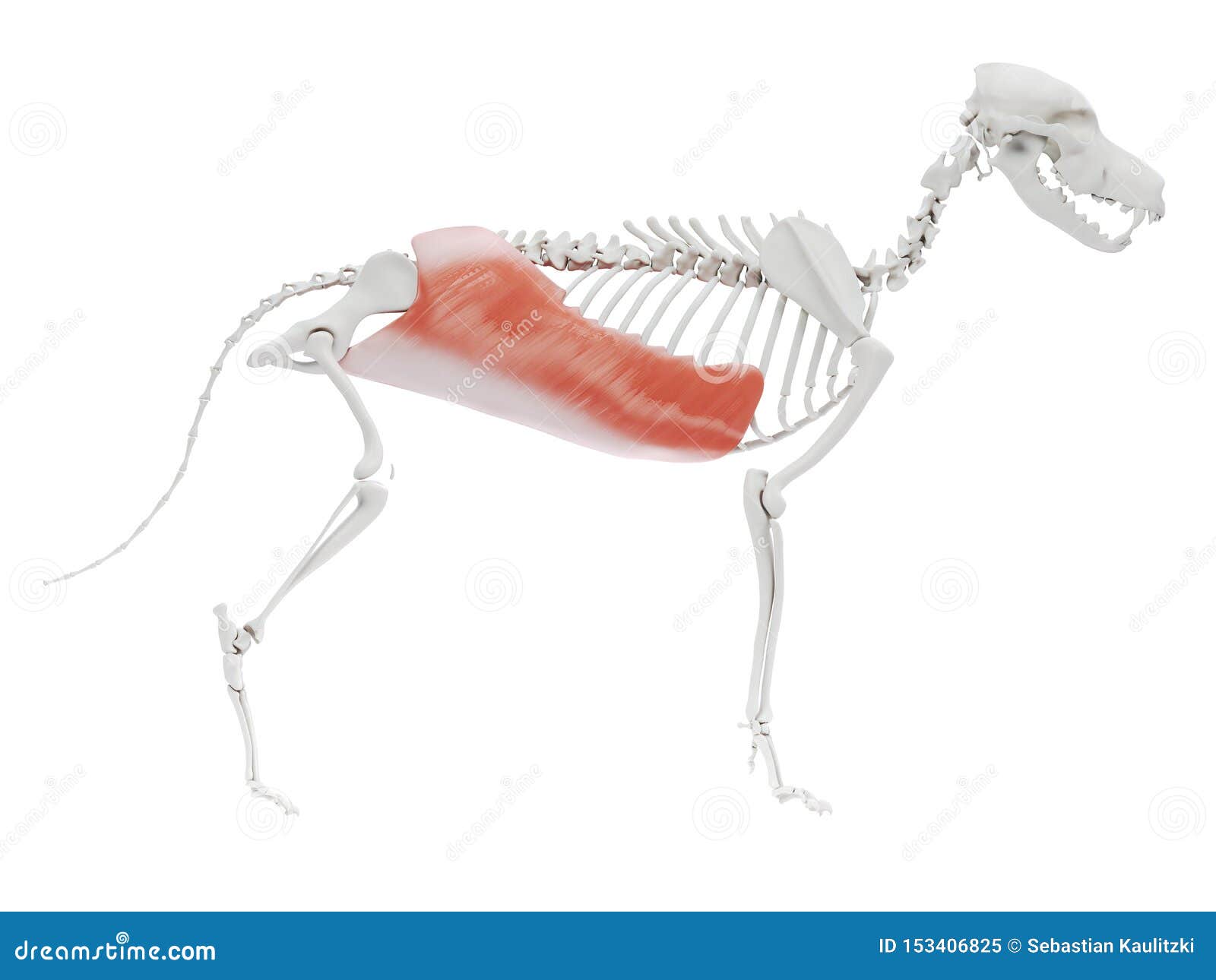 External abdominal oblique stock illustration. Illustration of clinic ... External abdominal oblique stock illustration. Illustration of clinic ...