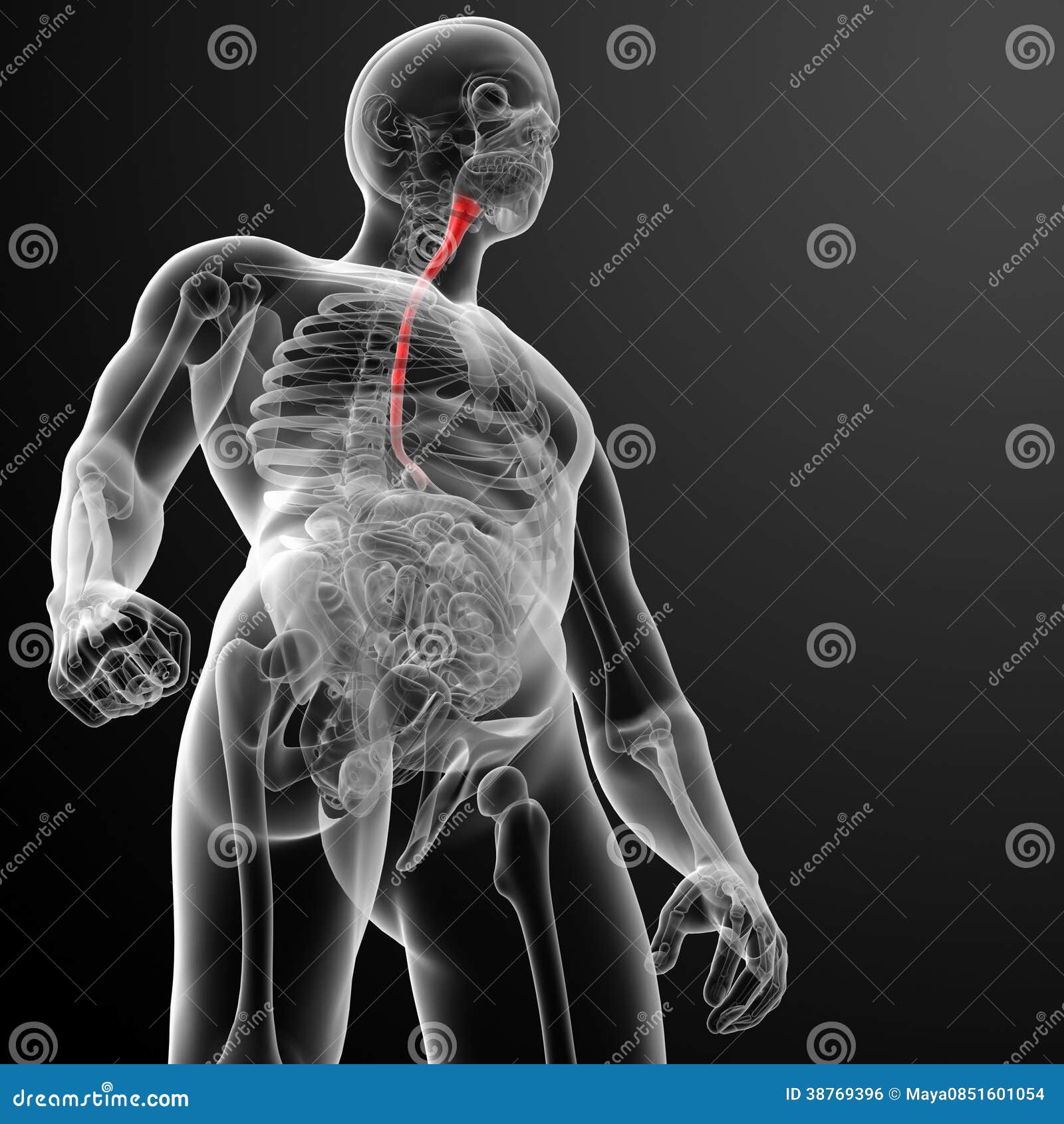 3d Rendered Illustration of the Esophagus Stock Illustration ...