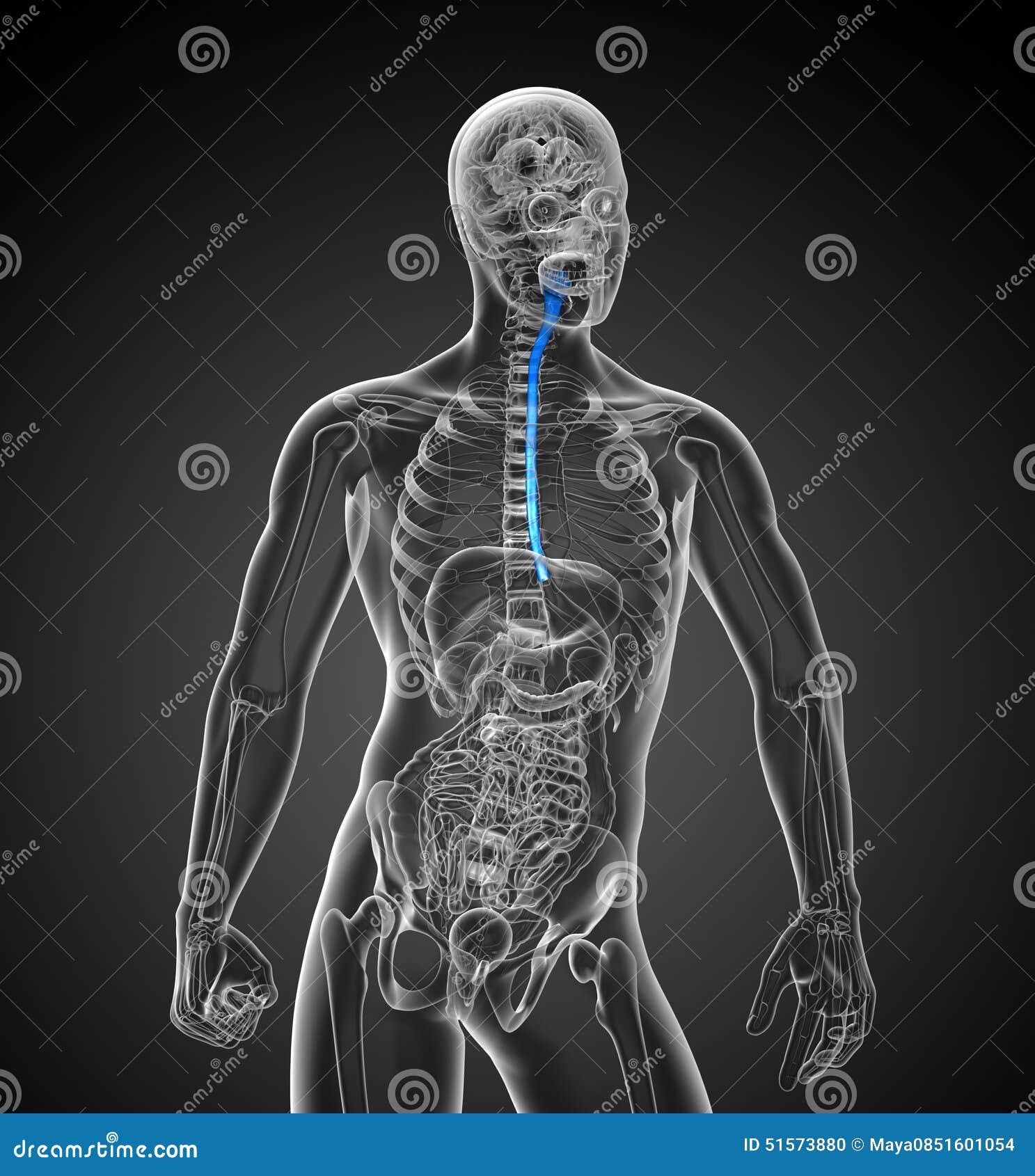 3d Rendered Illustration of the Esophagus Stock Illustration ...