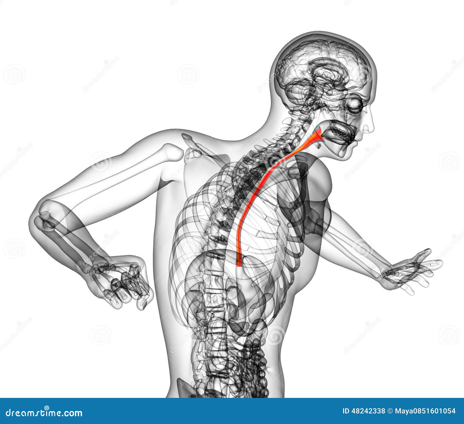 3d Rendered Illustration of the Esophagus Stock Illustration ...