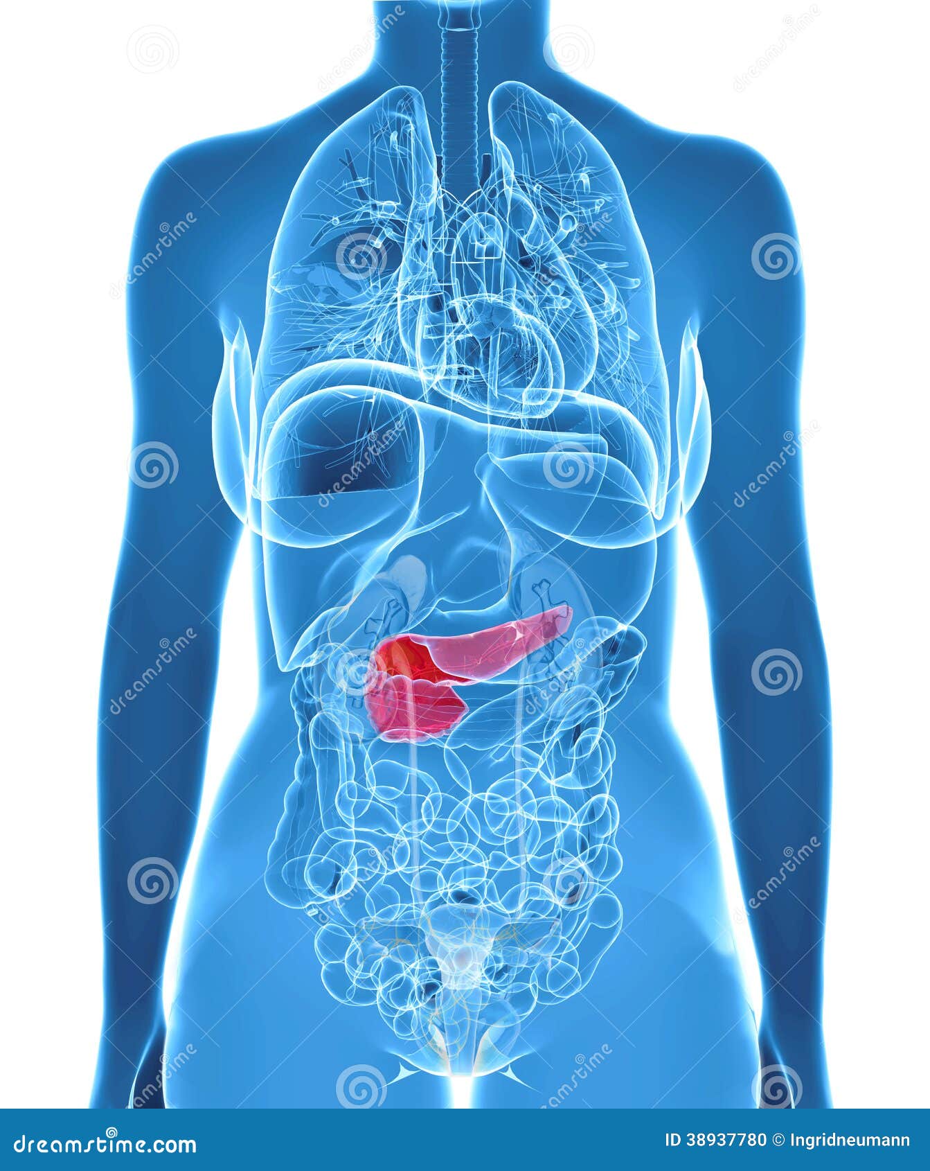 3d Rendered Illustration of the Female Pancreas Stock Illustration ...