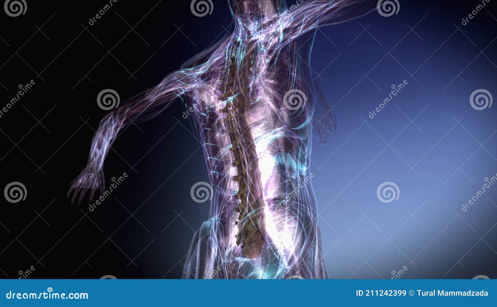 3d Rendered Illustration of Female Skeletal Vertebral Column Stock ...