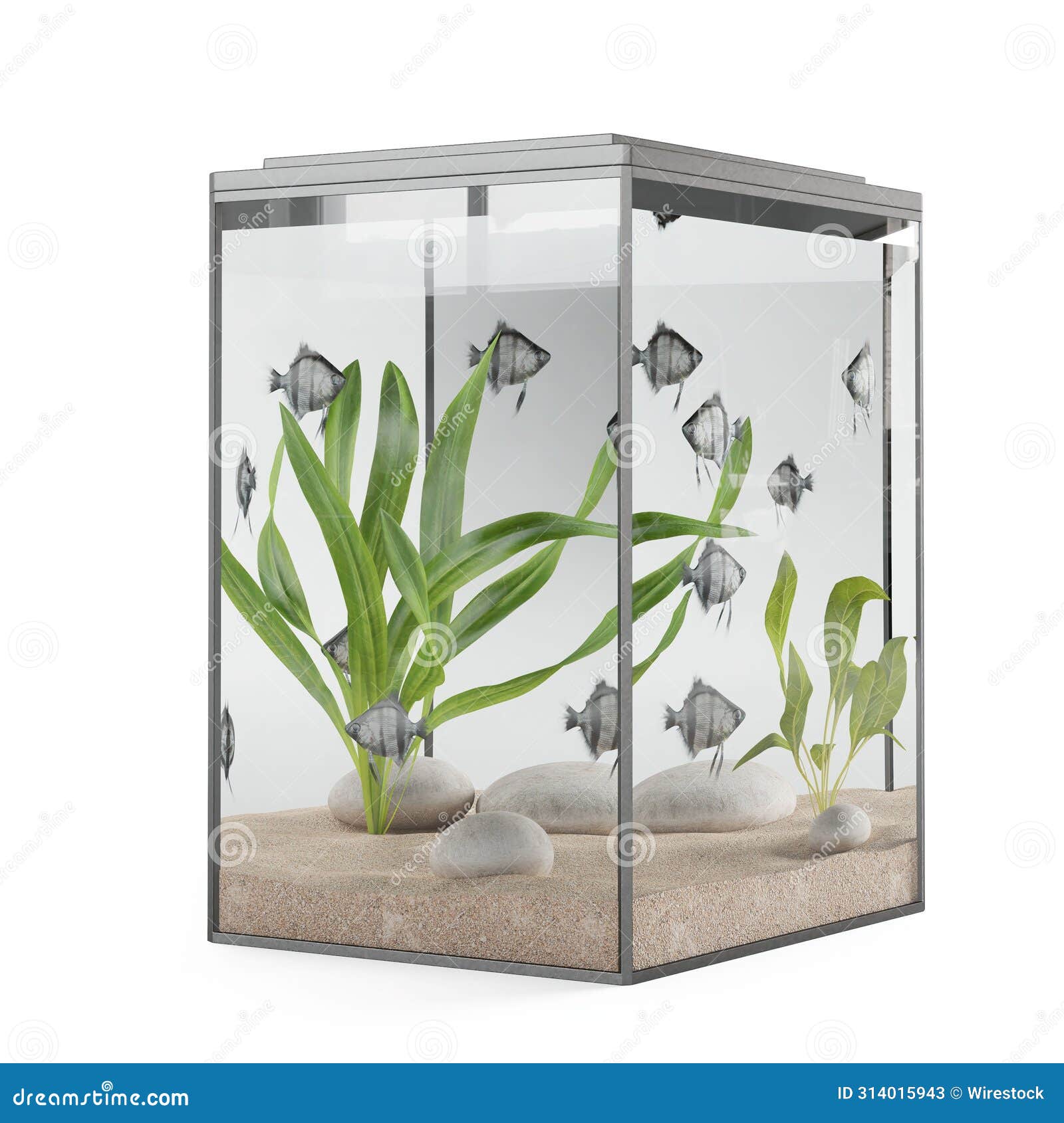 3D Rendered Illustration of Fish Swimming in a Fish Tank with Stones ...
