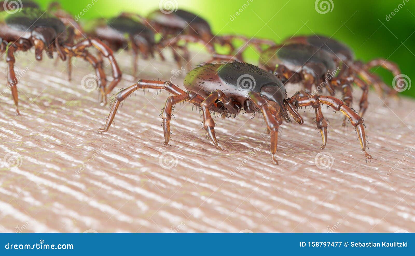 A group of ticks stock illustration. Illustration of parasitic - 158797477