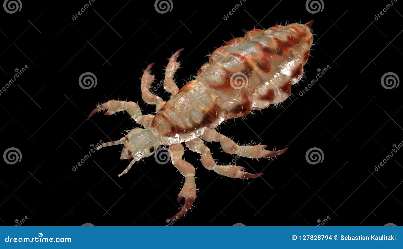 A head louse stock illustration. Illustration of biology - 127828794