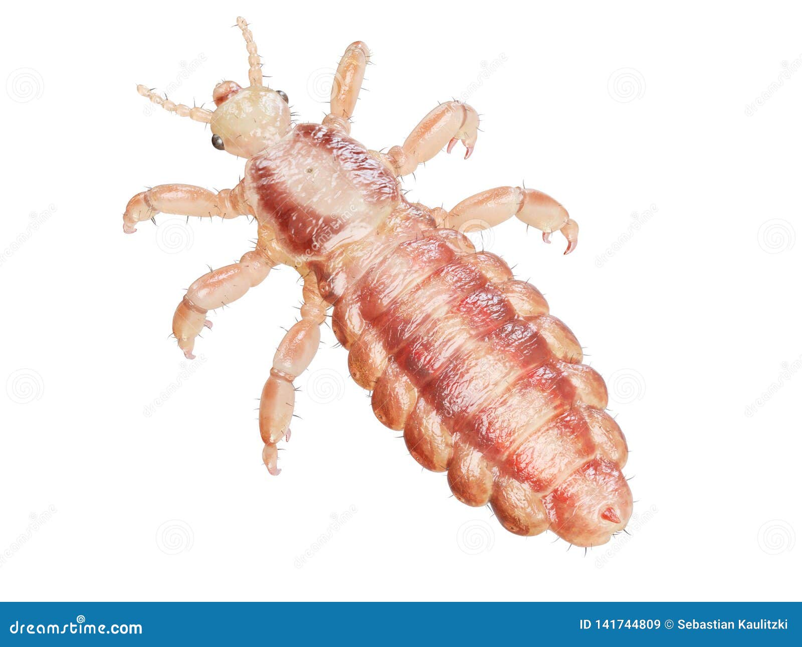 A head louse stock illustration. Illustration of human - 141744809