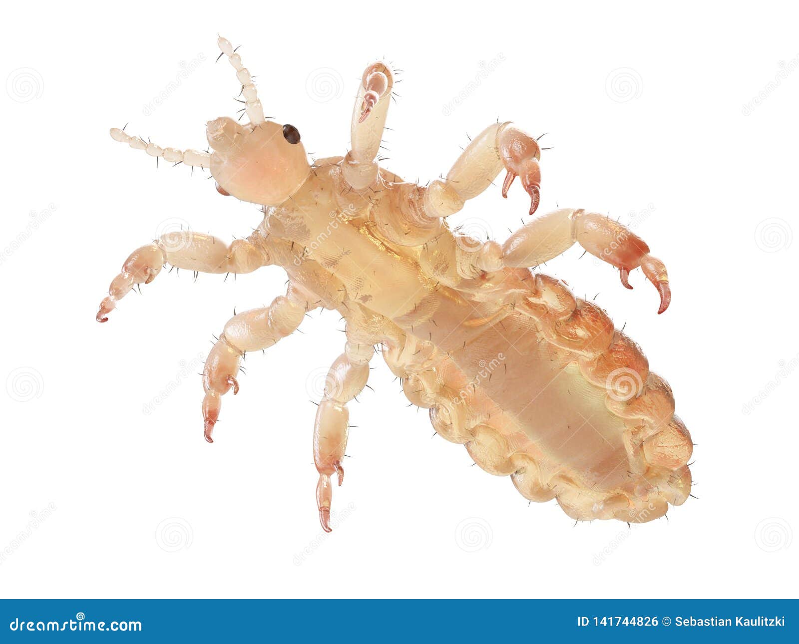 A head louse stock illustration. Illustration of health - 141744826