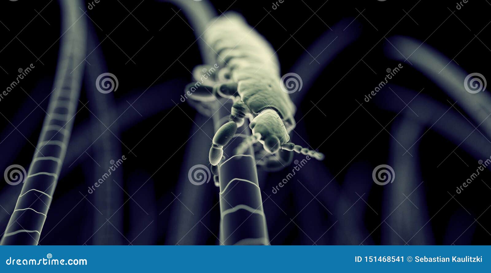 Louse Cartoons, Illustrations & Vector Stock Images - 1375 Pictures to ...