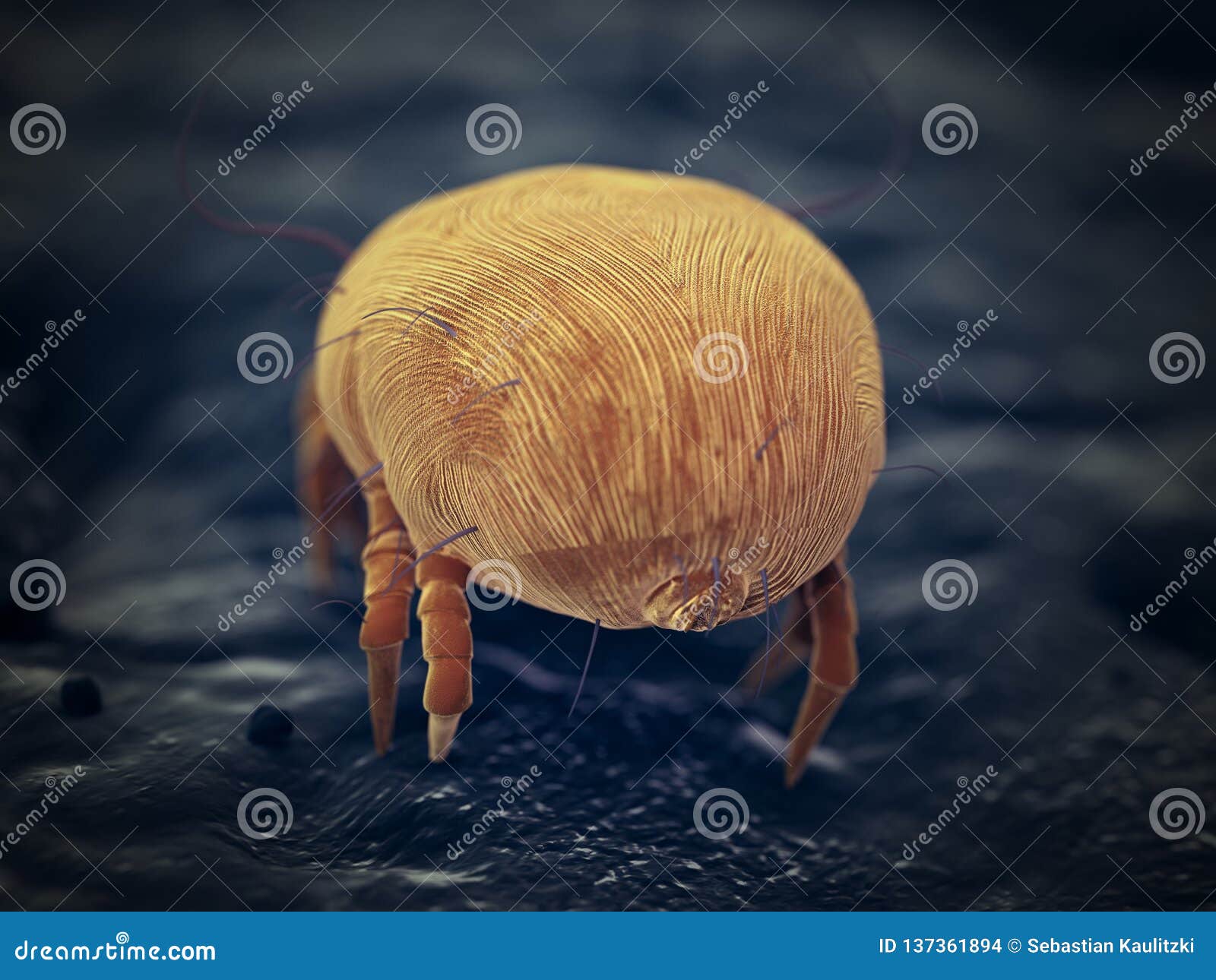A house dust mite stock illustration. Illustration of medical - 137361894