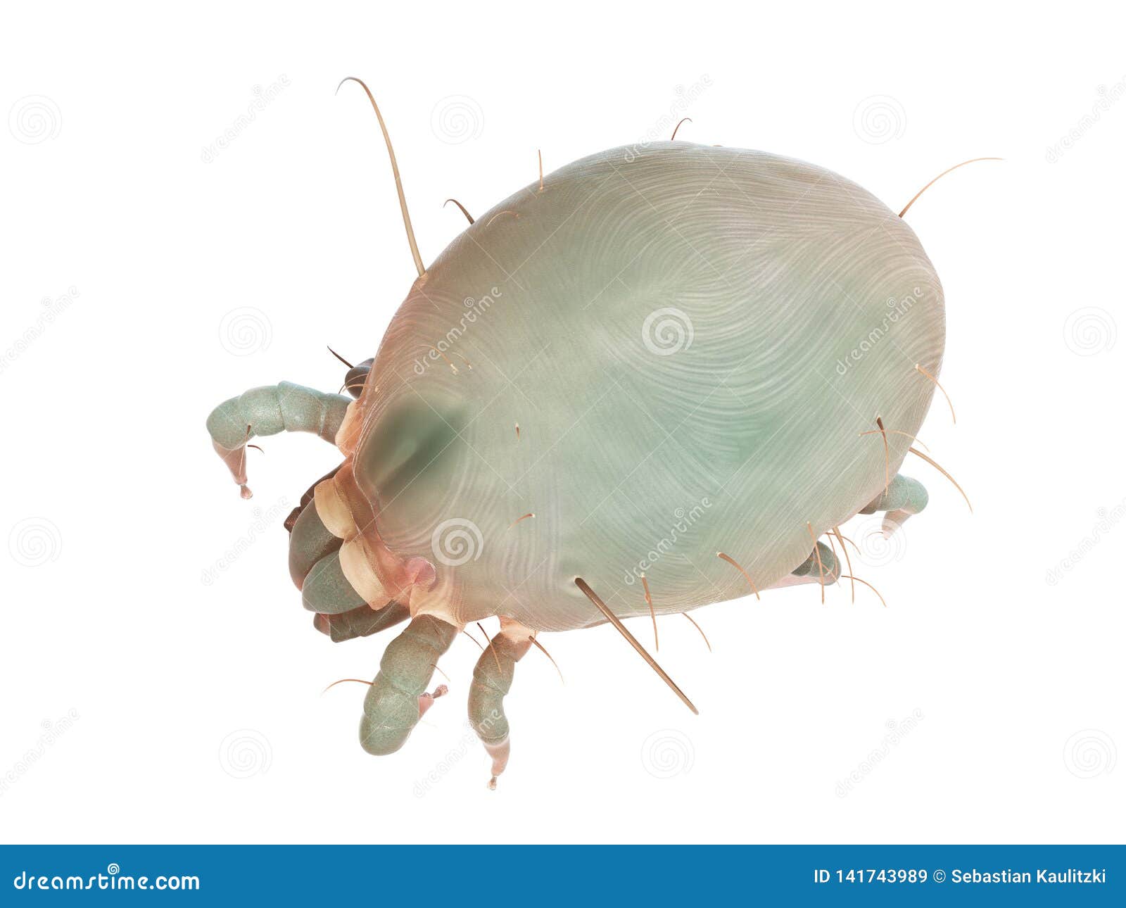 A house dust mite stock illustration. Illustration of dusty - 141743989