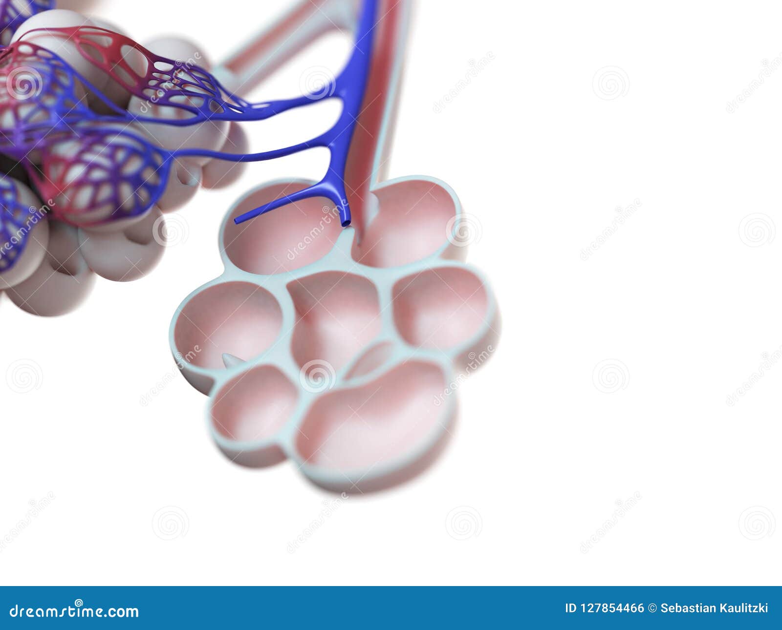 The human alveoli stock illustration. Illustration of human - 127854466