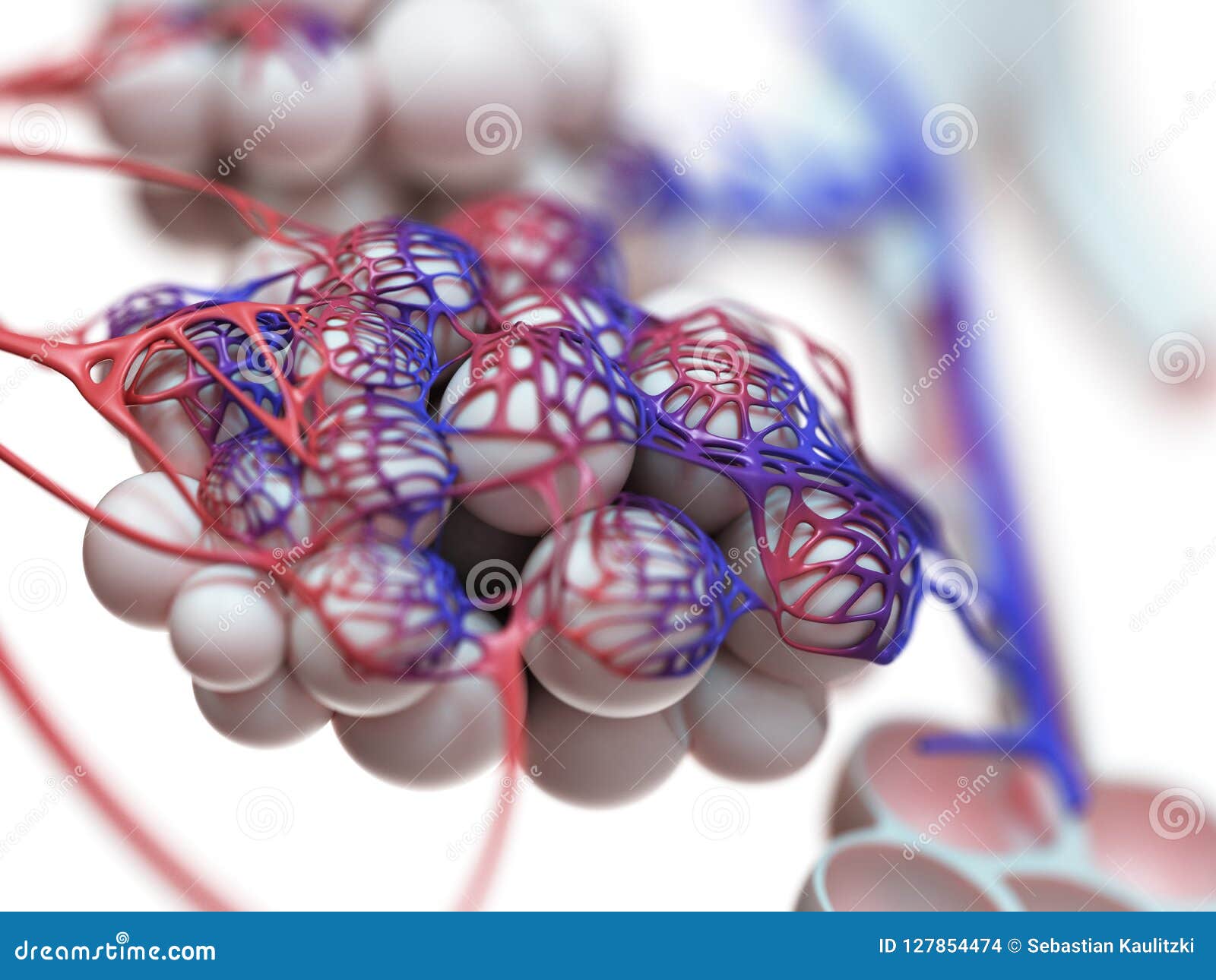 The human alveoli stock illustration. Illustration of breath - 127854474