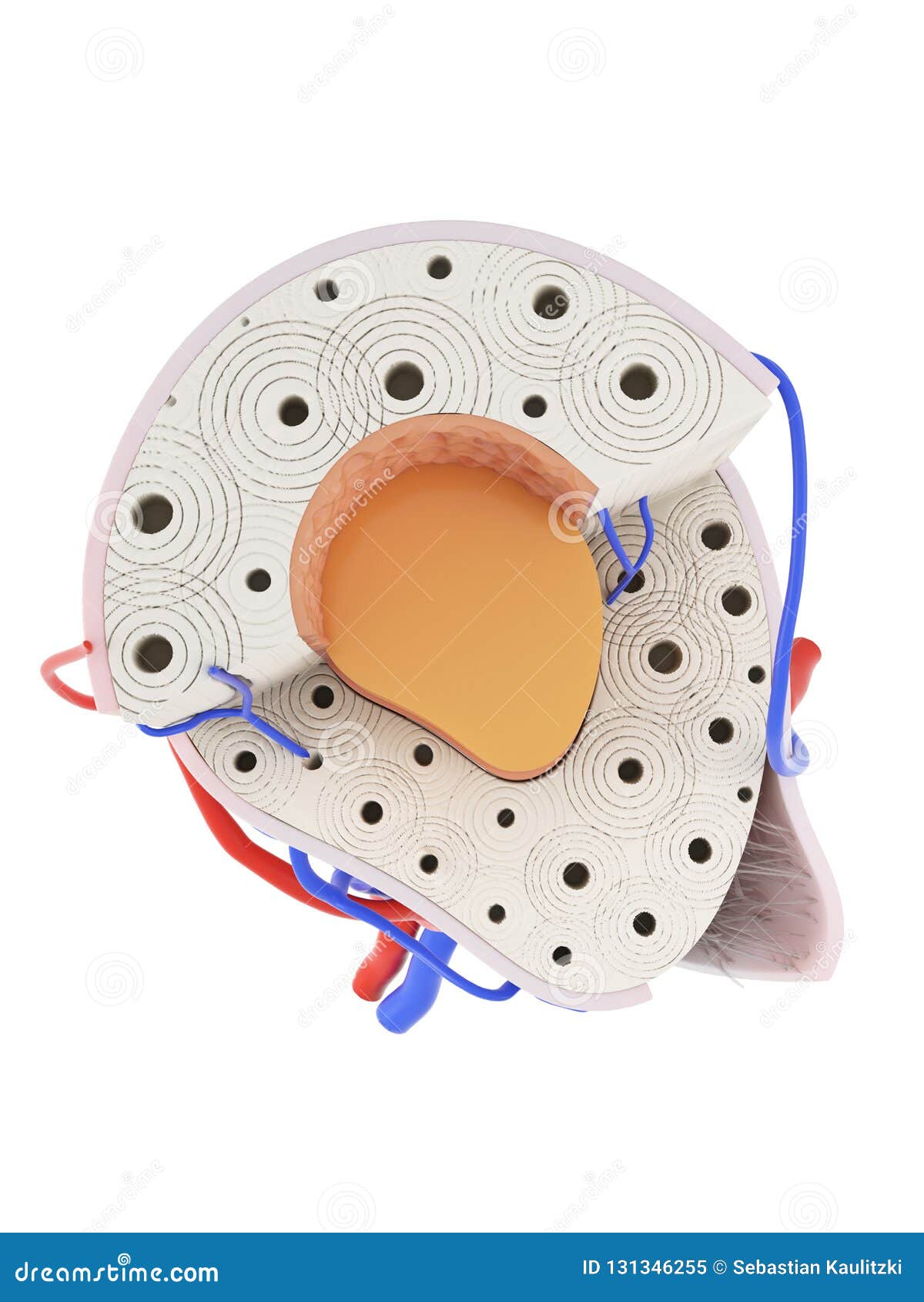 The human bone anatomy stock illustration. Illustration of artwork ...