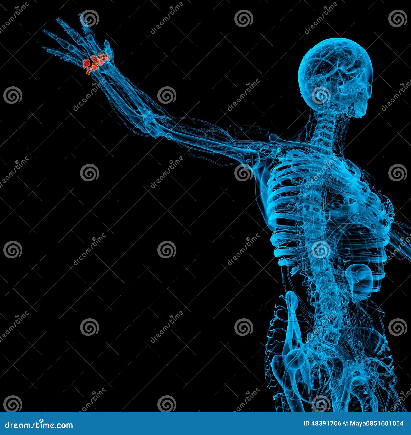 Carpal Bones With Hand Palm Skeletal Structure And Anatomy Outline ...