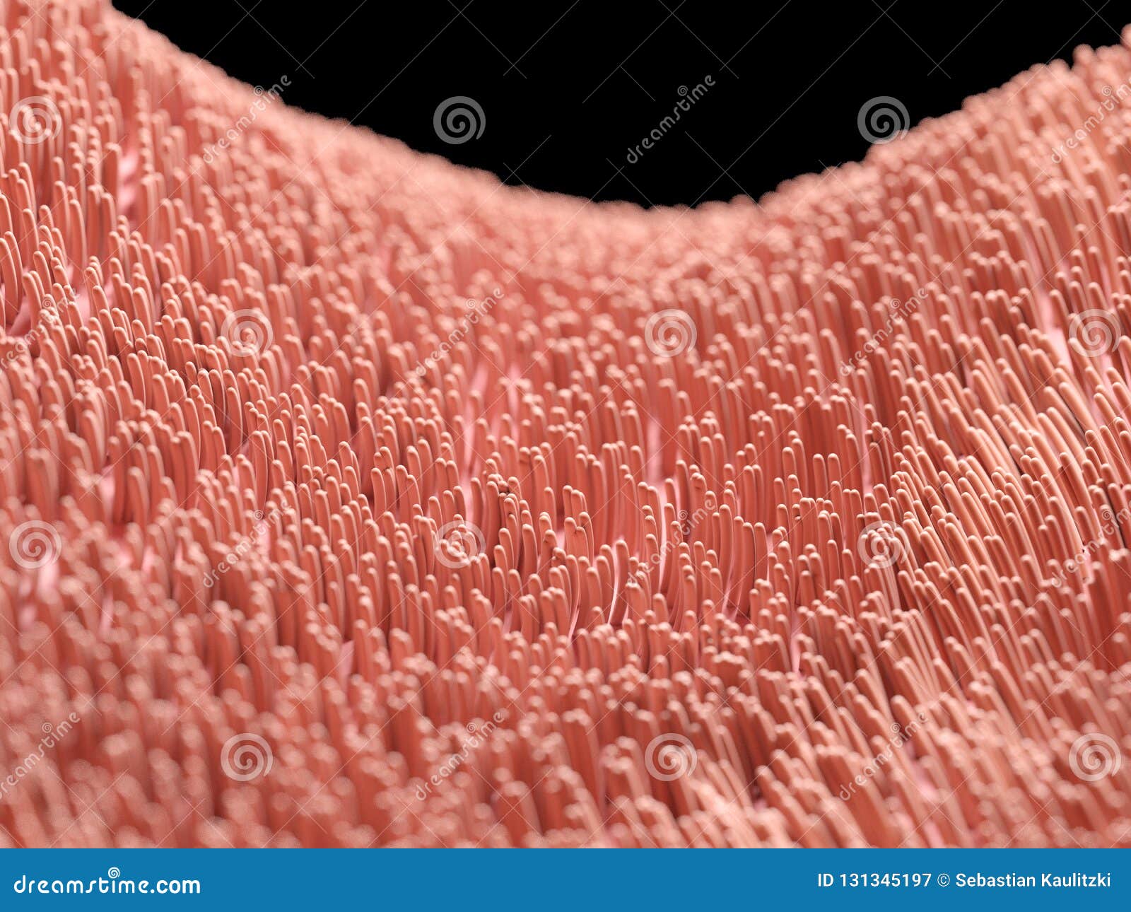 The Structure Of The Ciliated Epithelium. Infographics. Vector ...