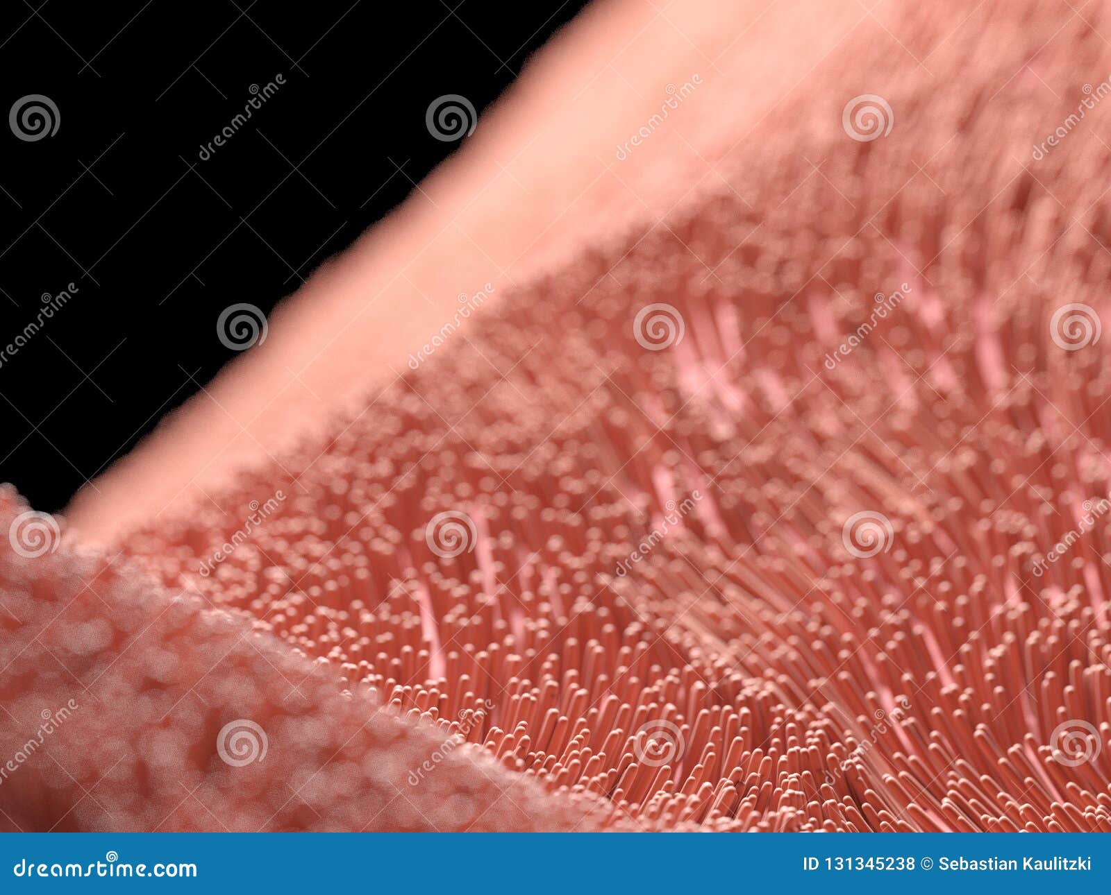 Human cilia stock illustration. Illustration of superbug - 131345238