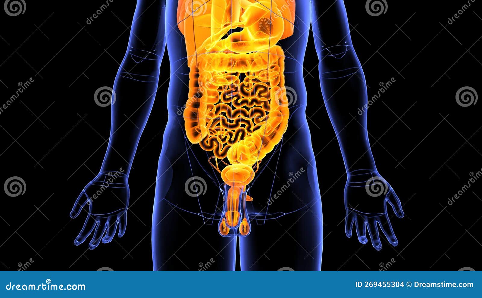 3d Rendered Illustration of a Human Digestive System, Intestines on a ...