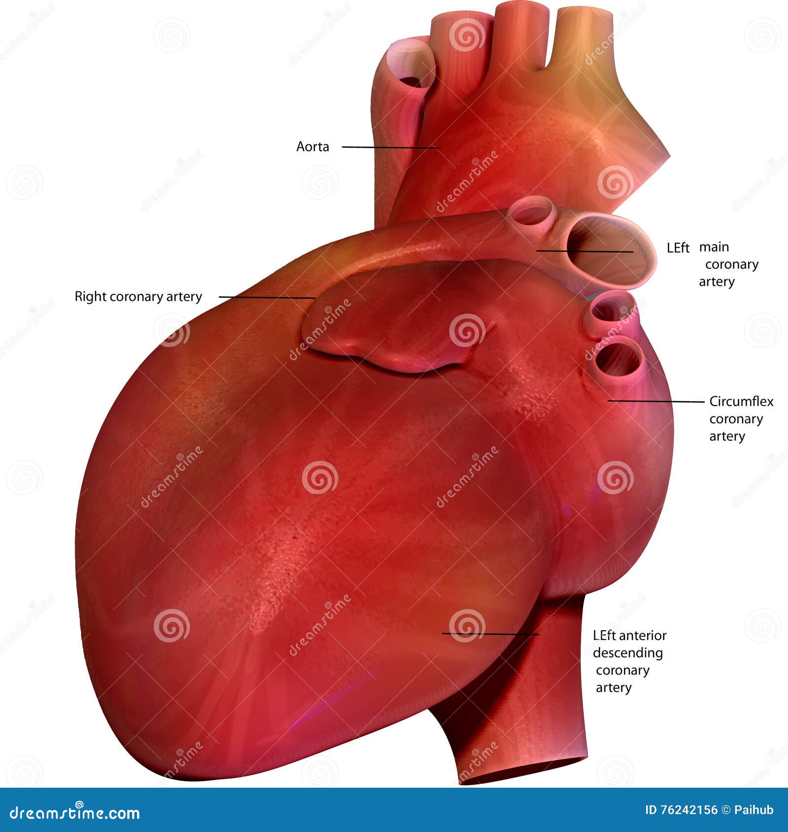 3d Rendered Illustration - Human Heart Anatomy Stock Illustration ...
