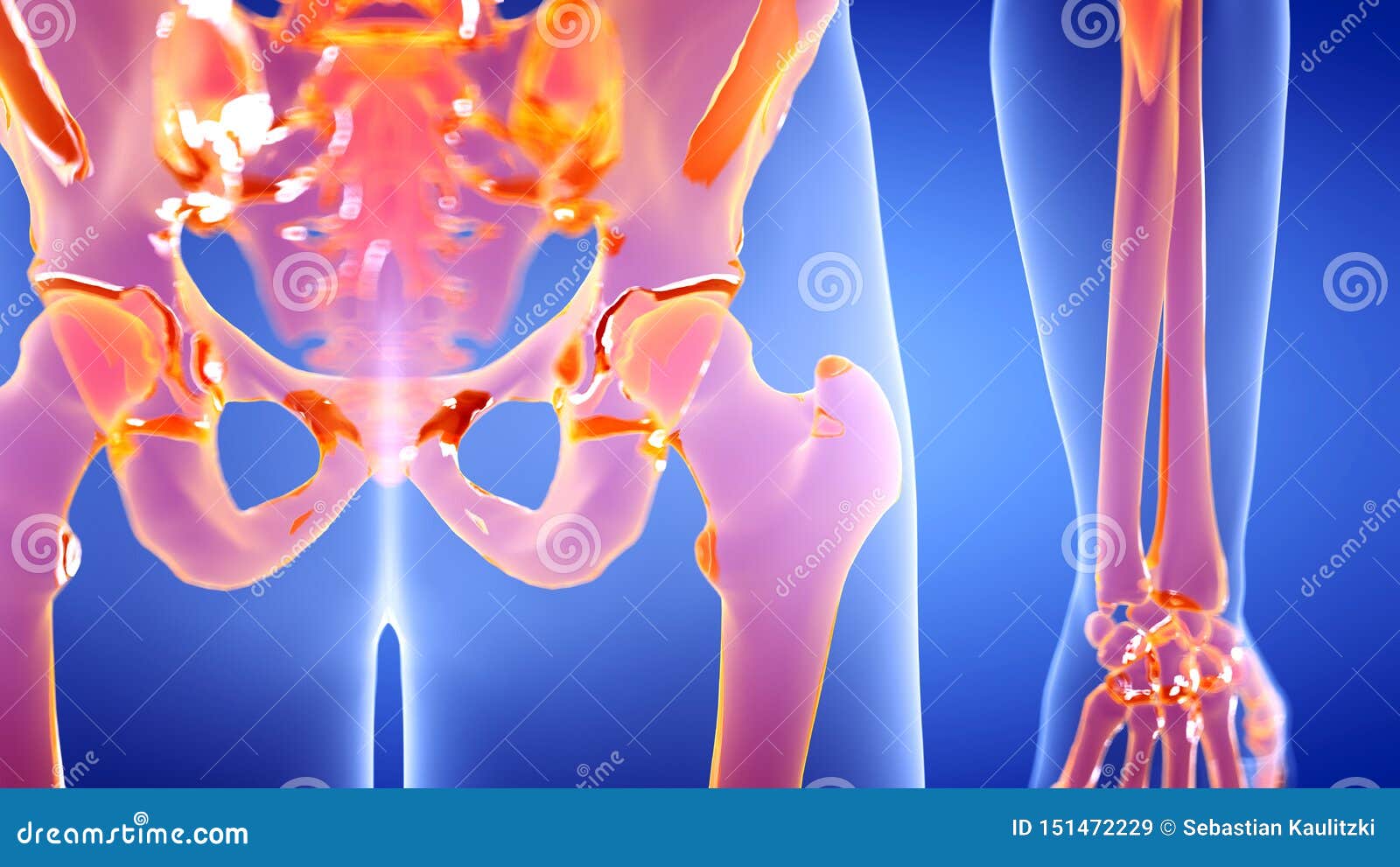 The human hip joint stock illustration. Illustration of anatomical ...