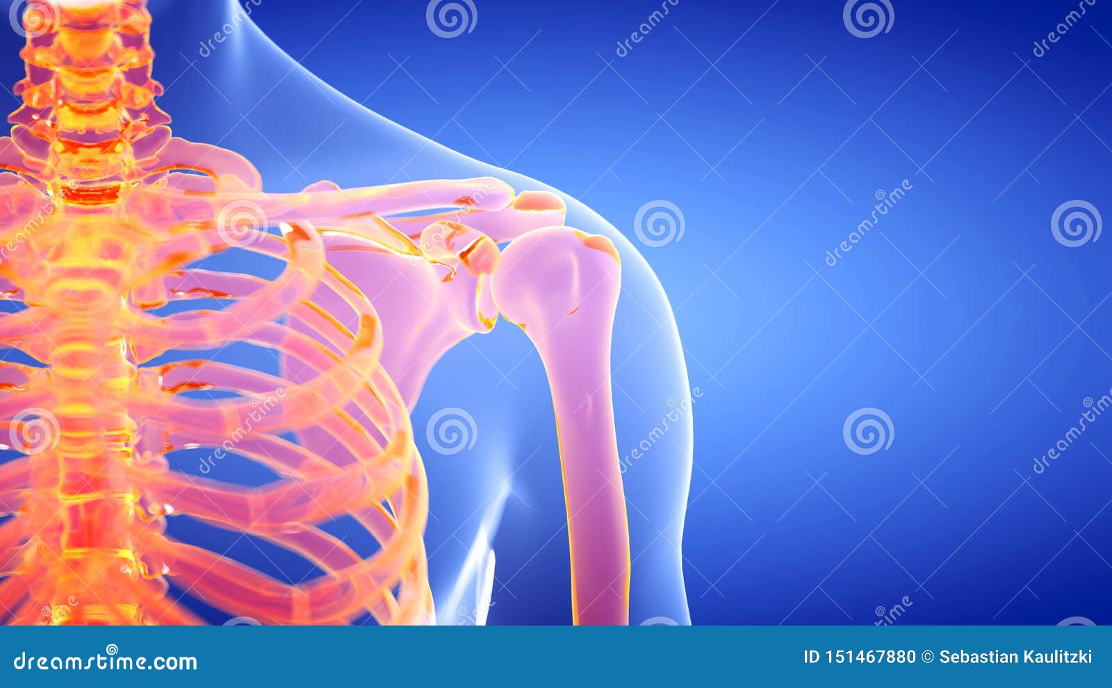 Skeletal shoulder stock illustration. Illustration of clavicle - 151467880