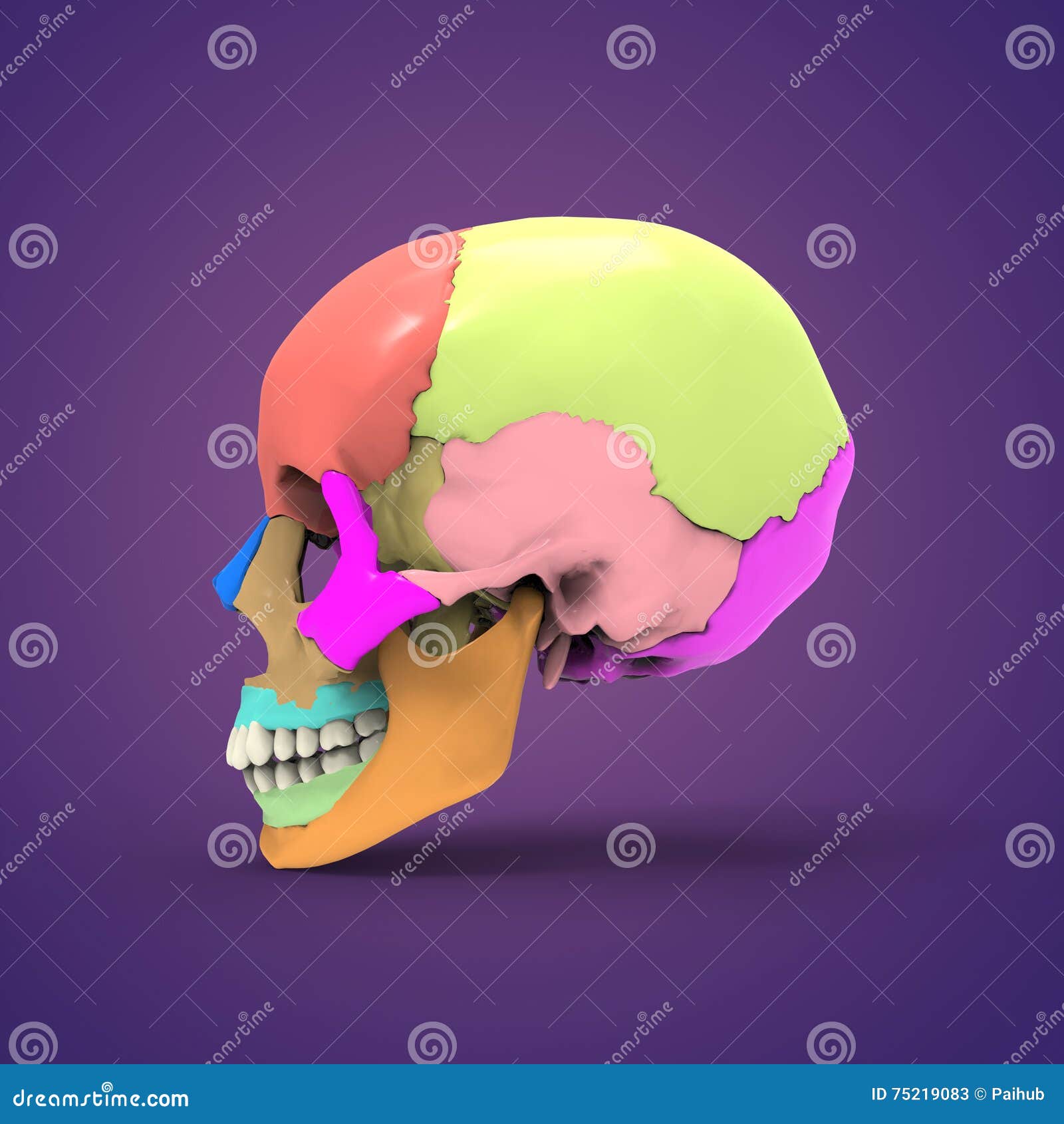 3d Rendered Illustration - Human Skull Anatomy Royalty-Free Stock ...