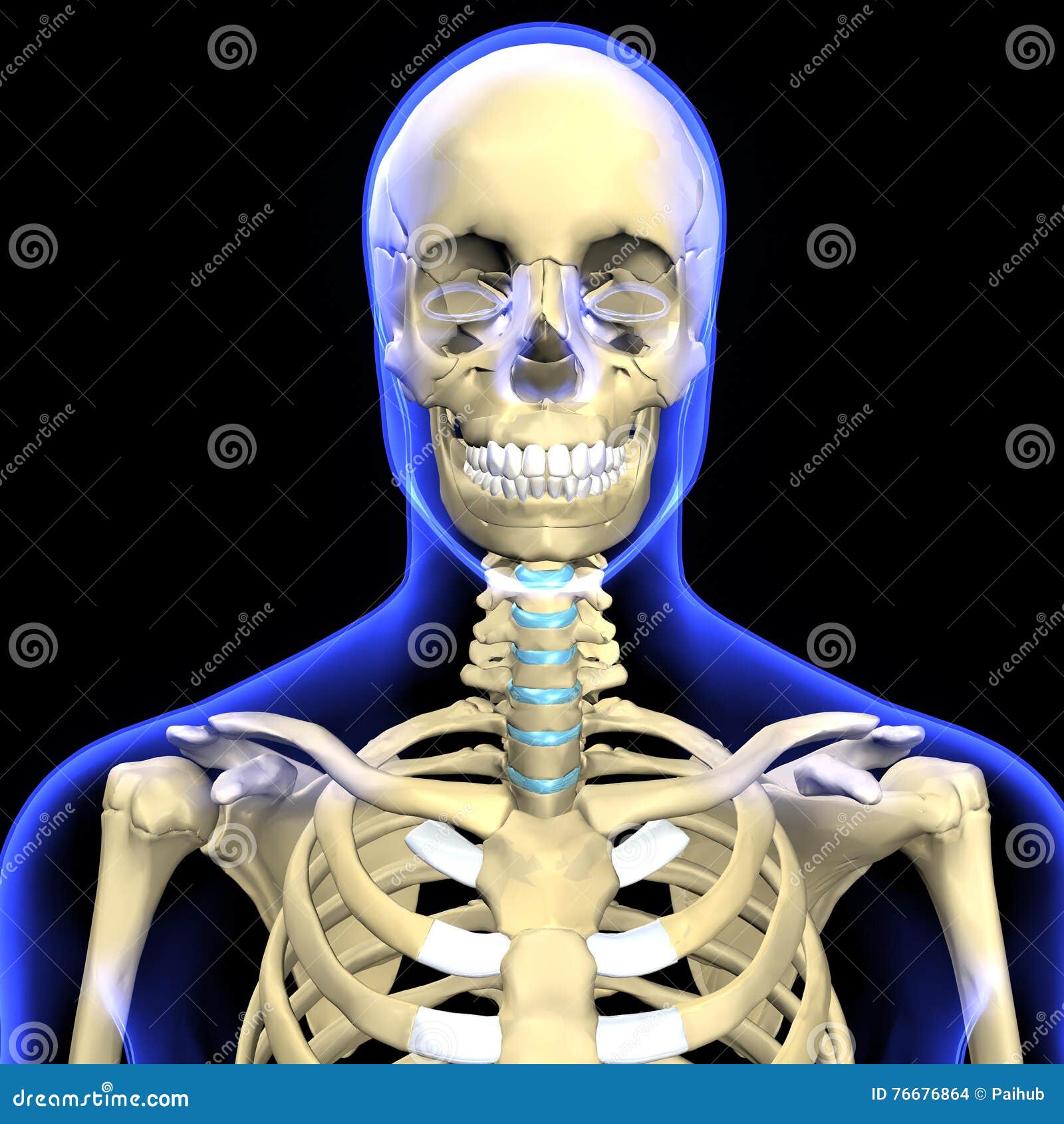 3d Rendered Illustration of a Human Skull Stock Illustration ...