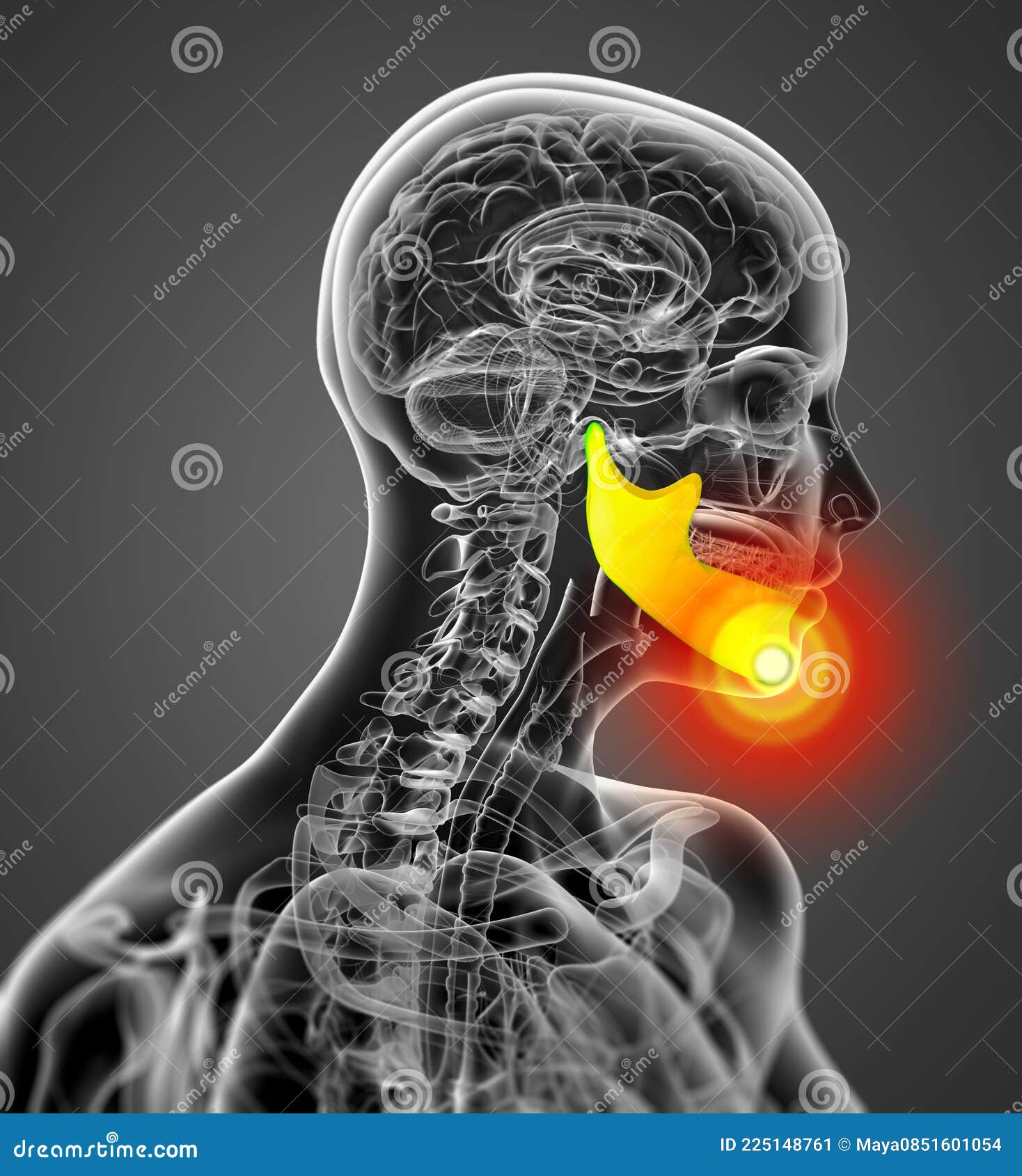 3d Rendered Illustration - Jaw Bone Stock Illustration - Illustration ...