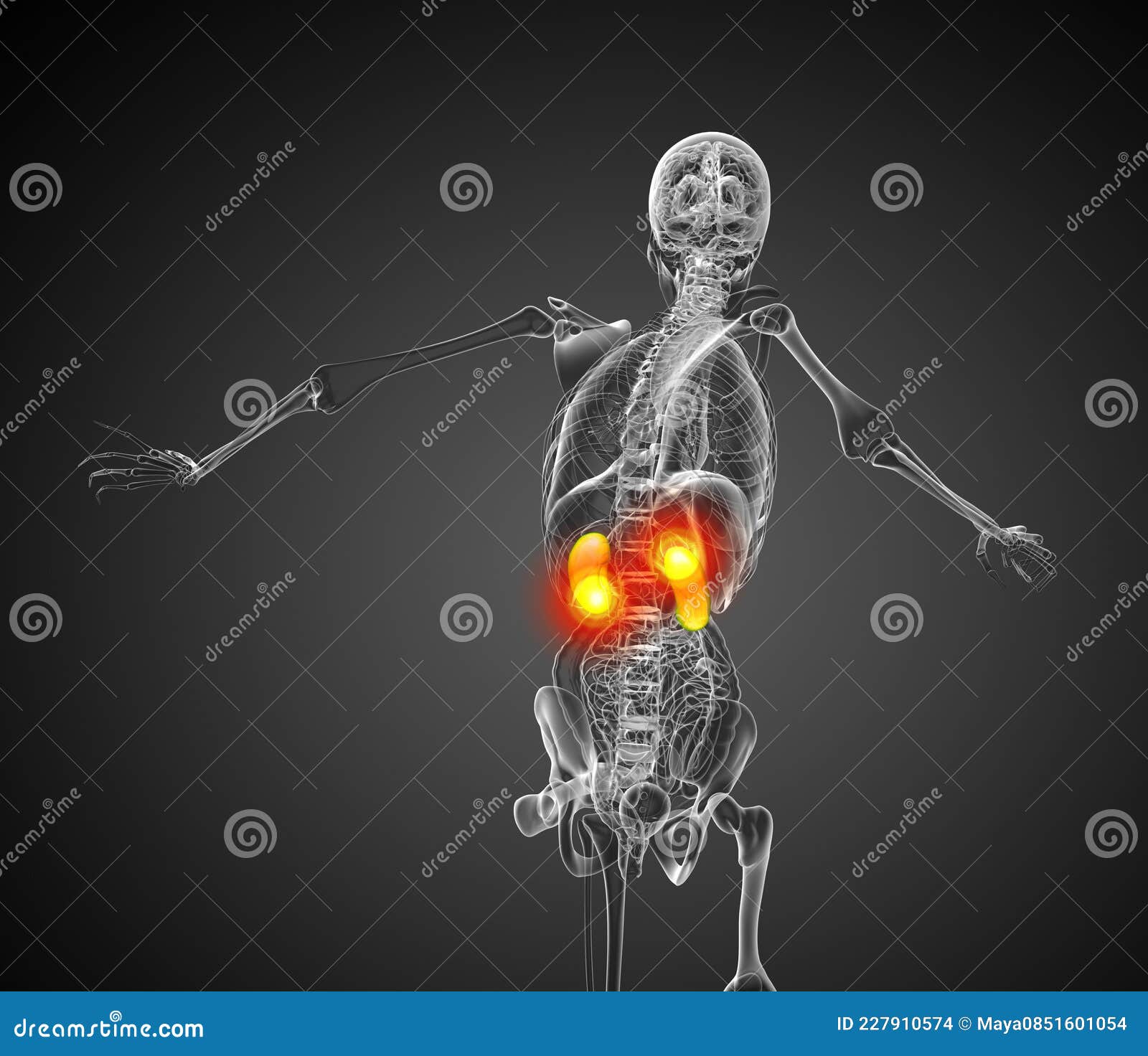3d Rendered Illustration of the Kidneys Stock Illustration ...