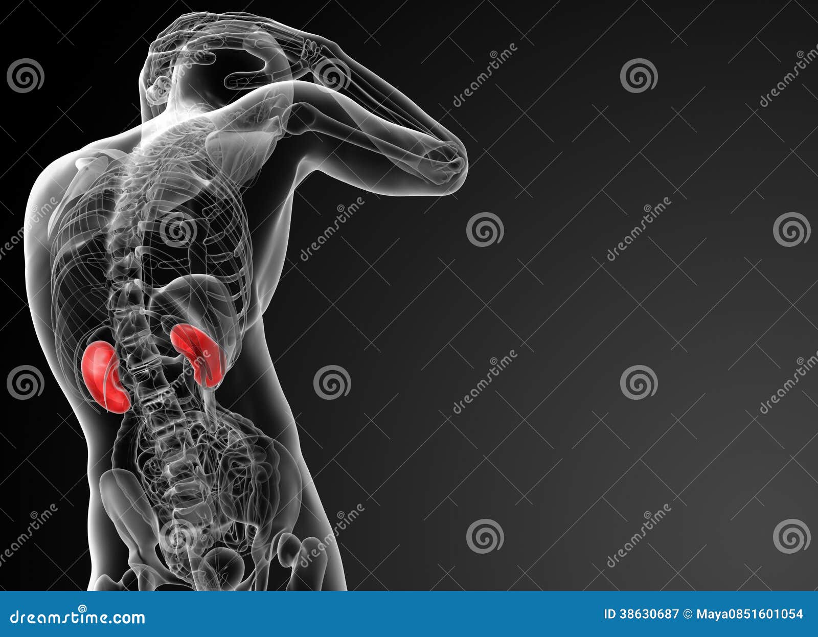 3d Rendered Illustration of Kidneys Stock Illustration - Illustration ...