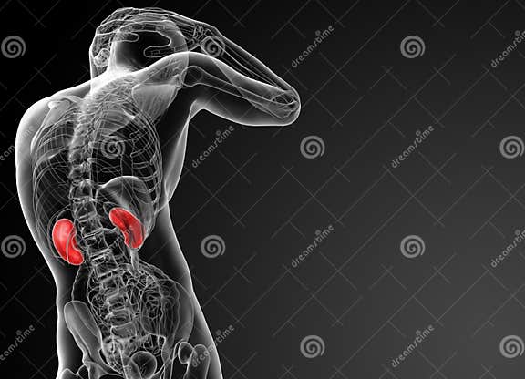 3d Rendered Illustration of Kidneys Stock Illustration - Illustration ...