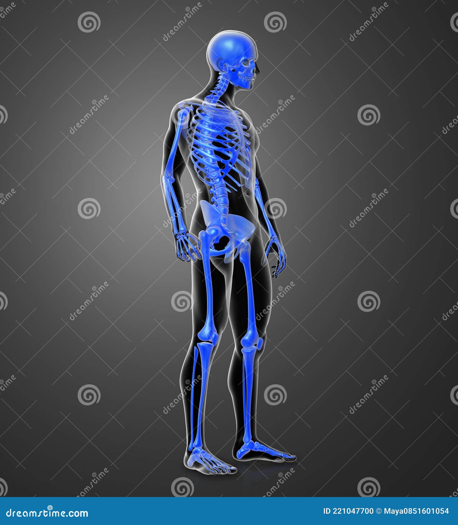 3D Rendering Illustration of Skeleton Bone Stock Illustration ...