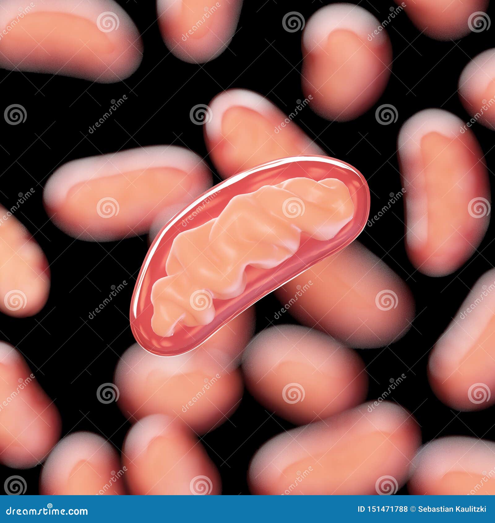 Mitochondria stock illustration. Illustration of biology - 151471788