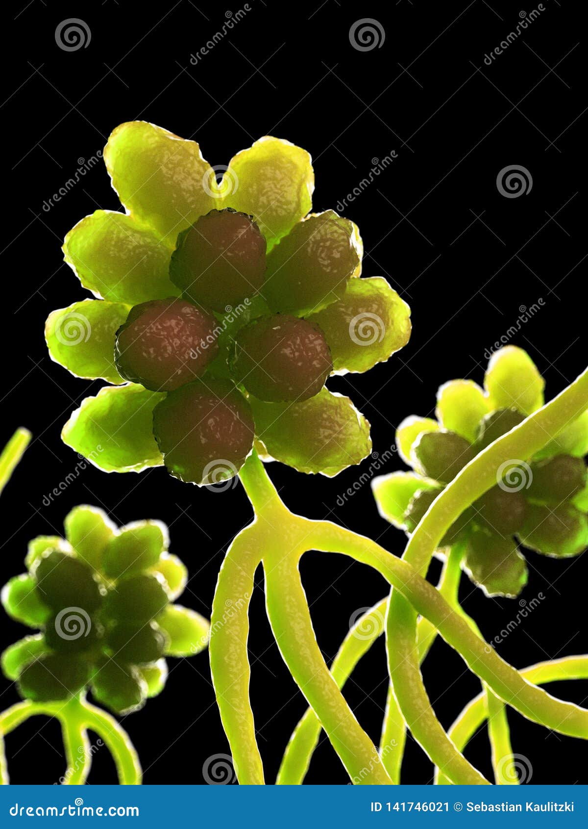 The mold - stachybotrys stock illustration. Illustration of reaction ...