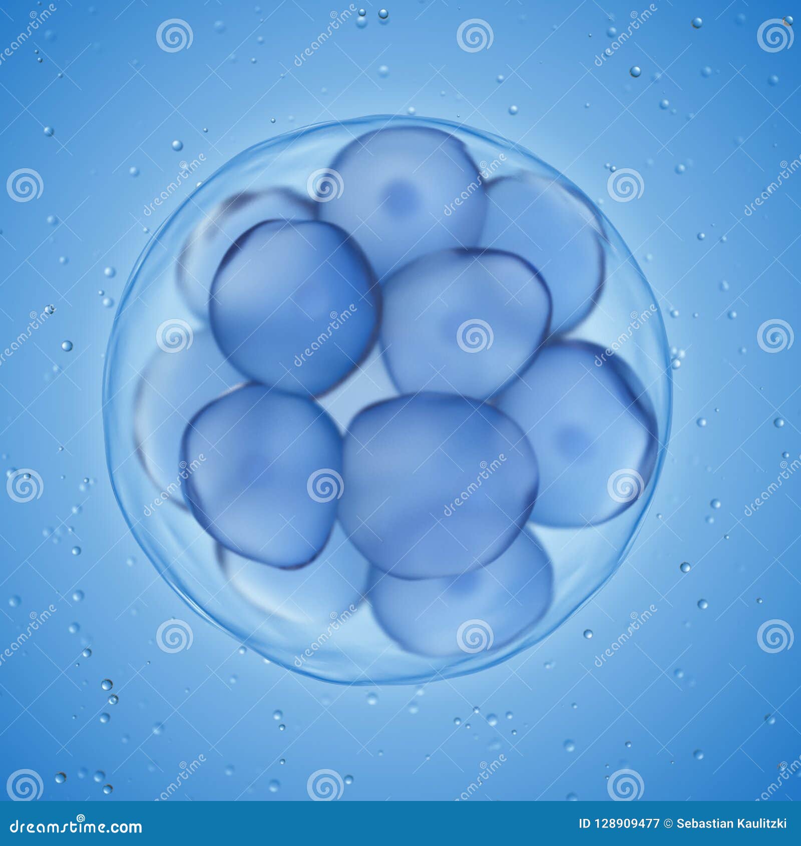 A morula stock illustration. Illustration of microscopic - 128909477