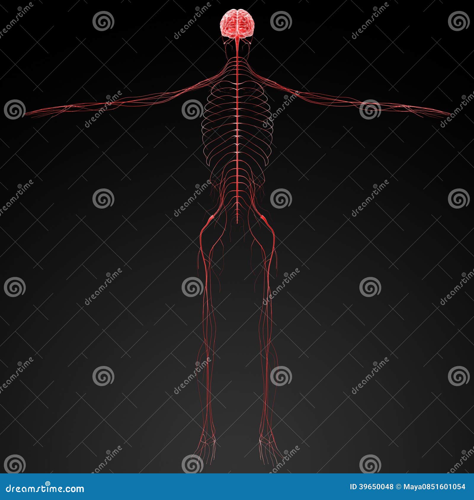 3d Rendered Illustration Nervous System Stock Illustration ...