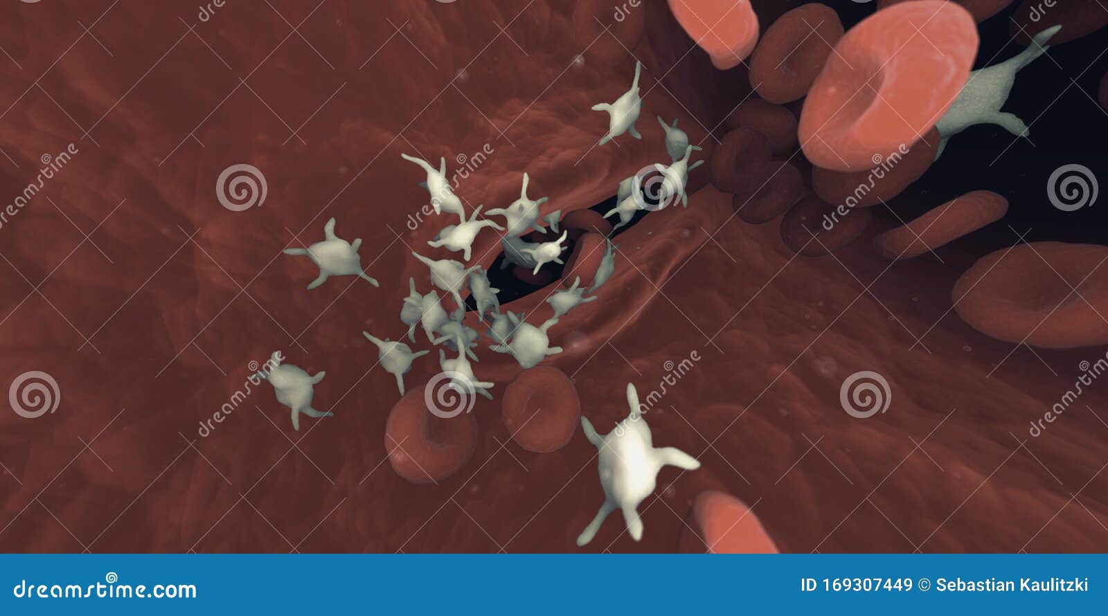 Platelets stock illustration. Illustration of life, platelet - 169307449