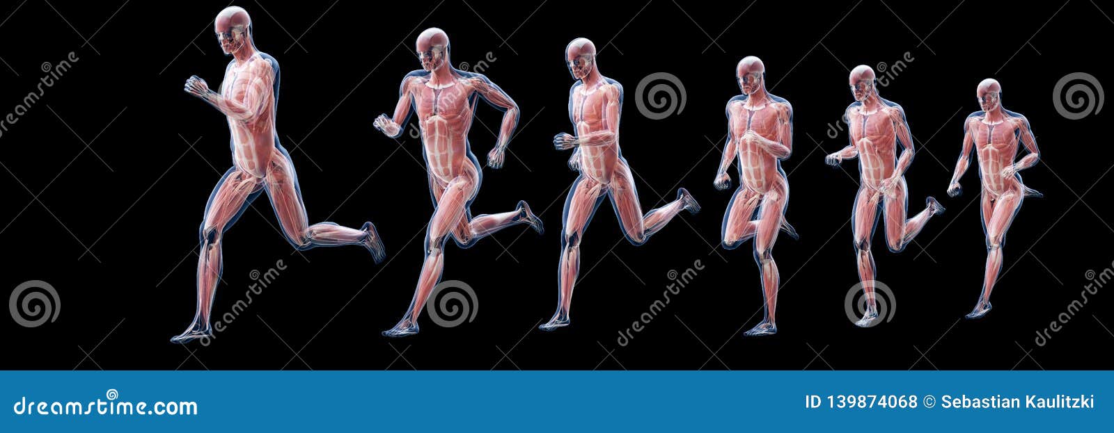 A running mans muscles stock illustration. Illustration of male - 139874068
