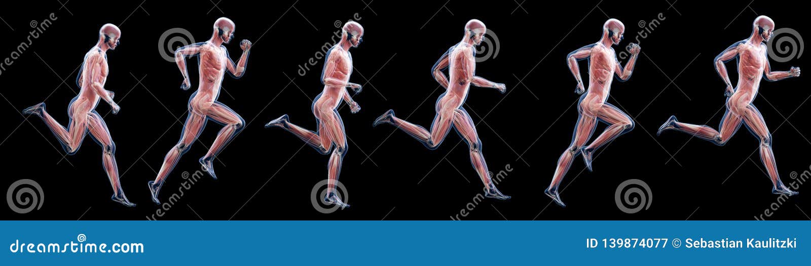 A running mans muscles stock illustration. Illustration of rendered ...