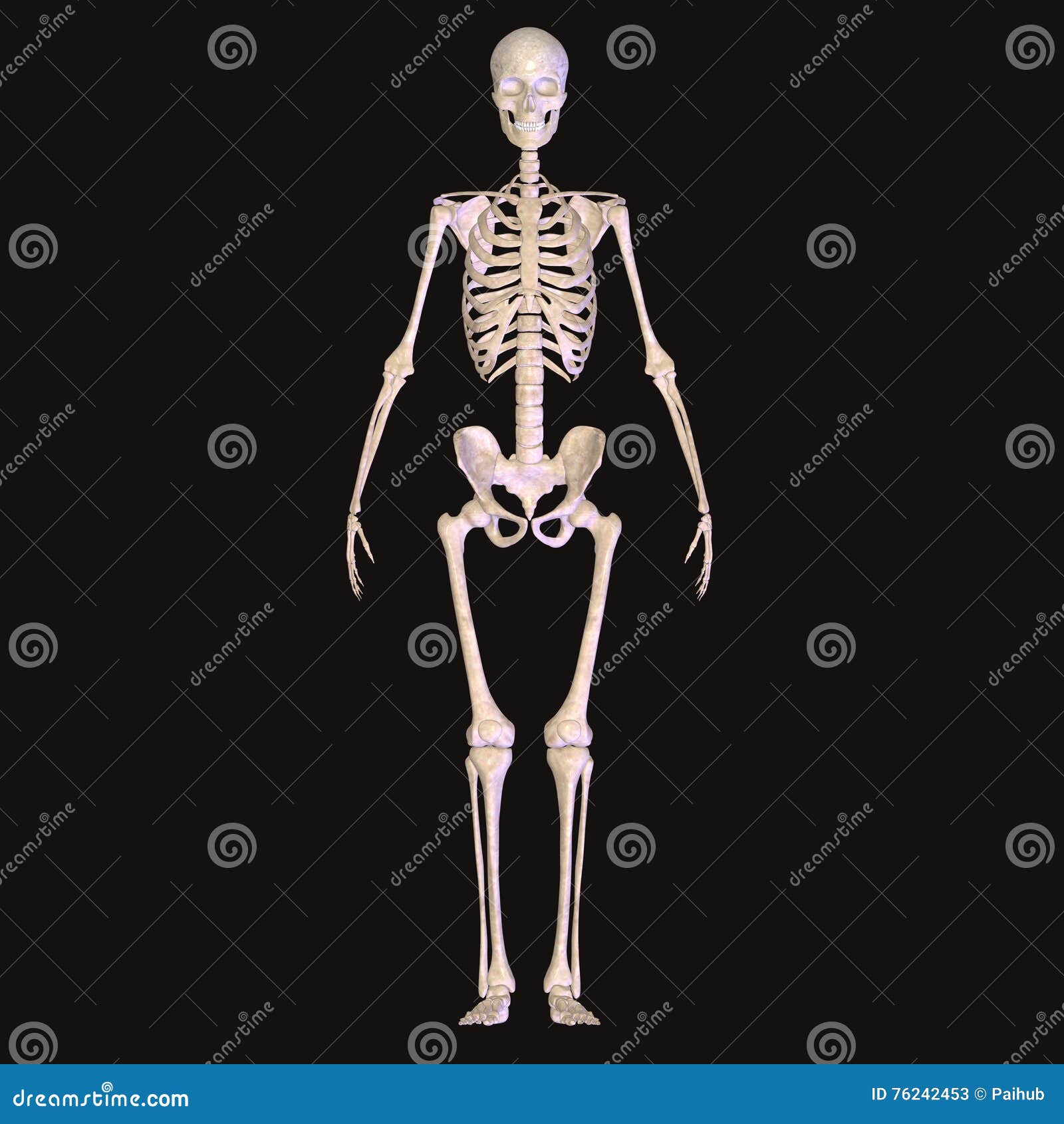 3d Rendered Illustration - Skeleton Anatomy Stock Illustration ...