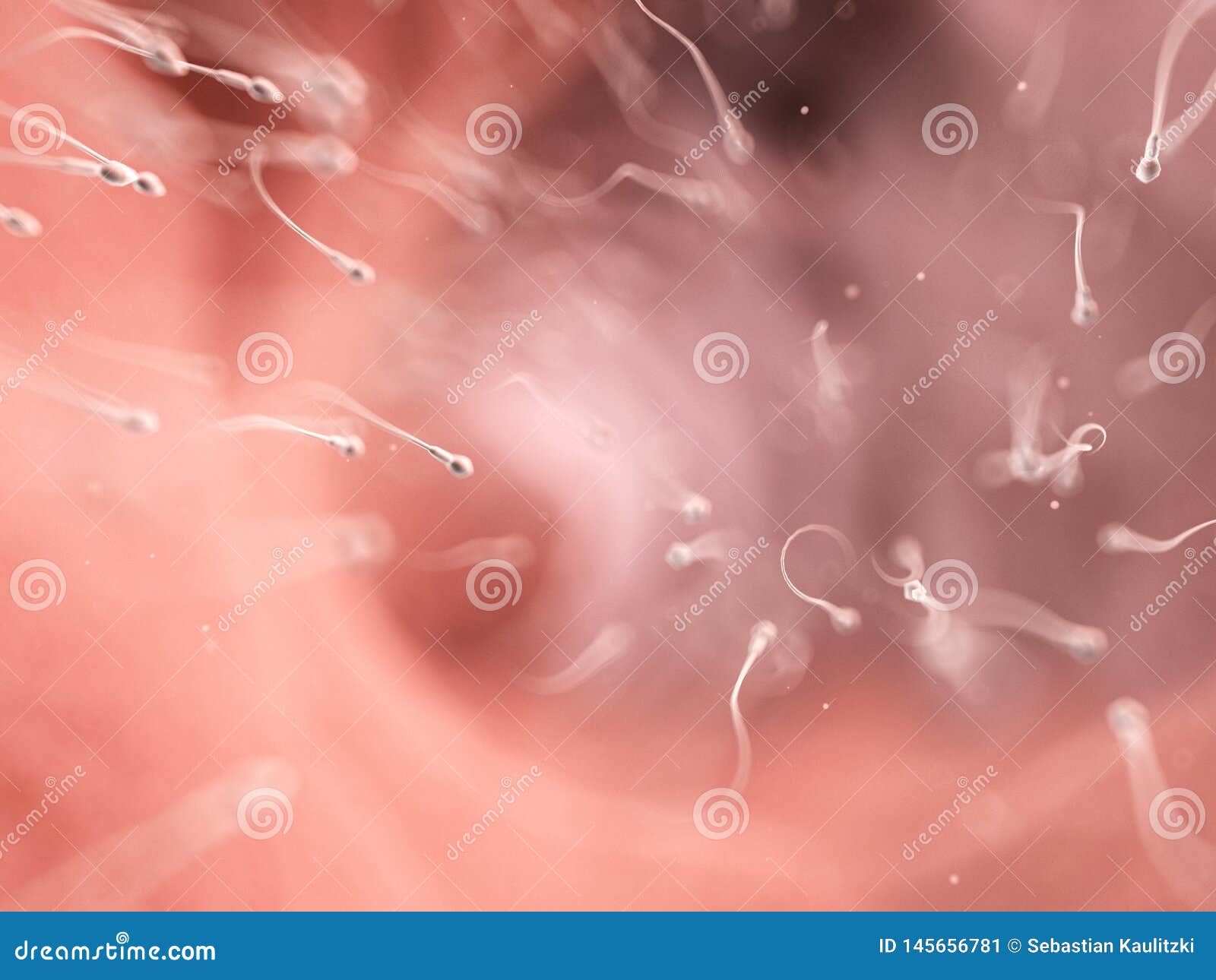 Human sperm stock illustration. Illustration of embryogenesis - 145656781