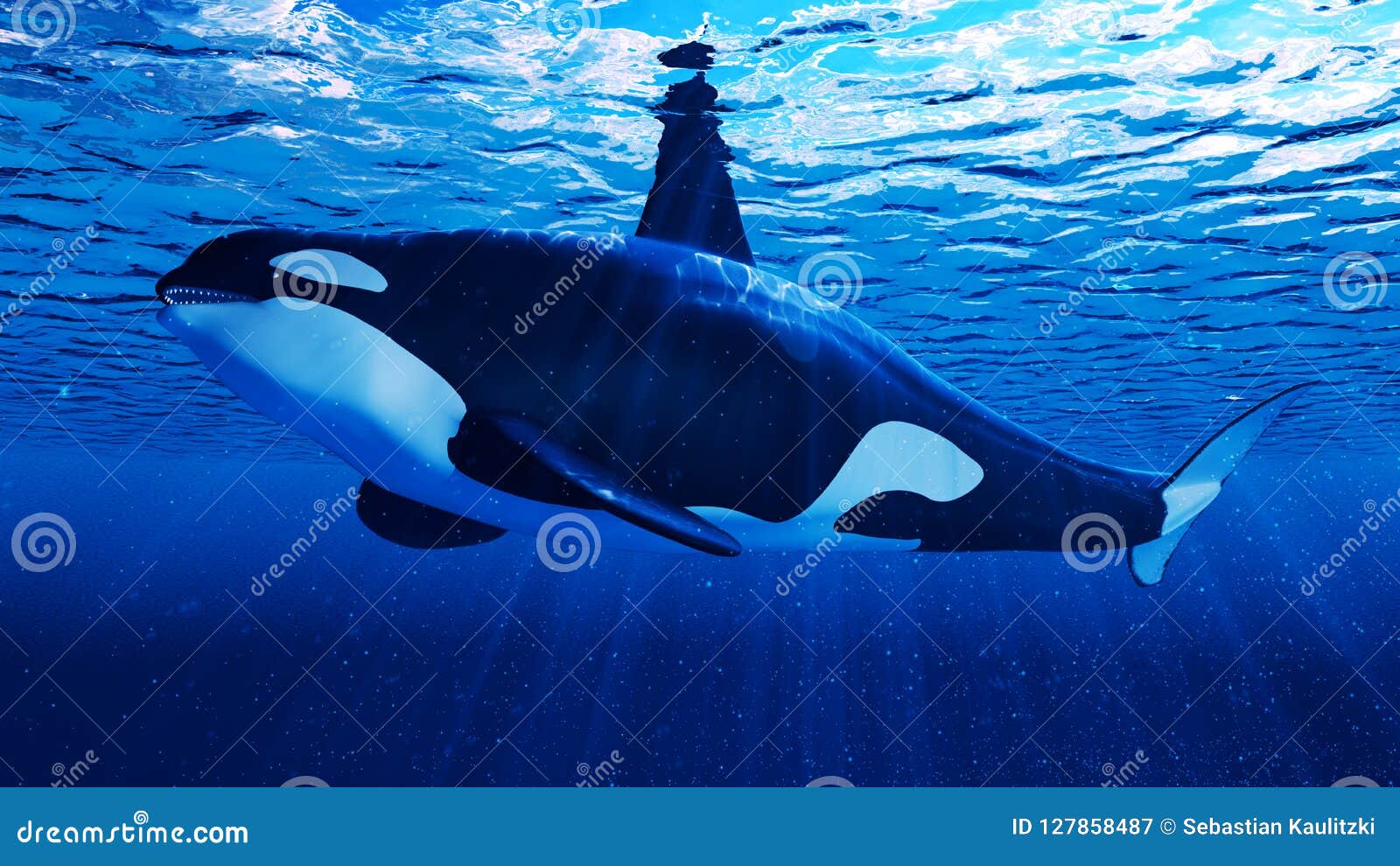 A sword whale stock illustration. Illustration of blue - 127858487